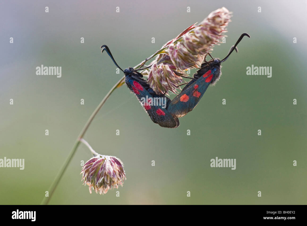 Five spot burnet moth Stock Photo - Alamy