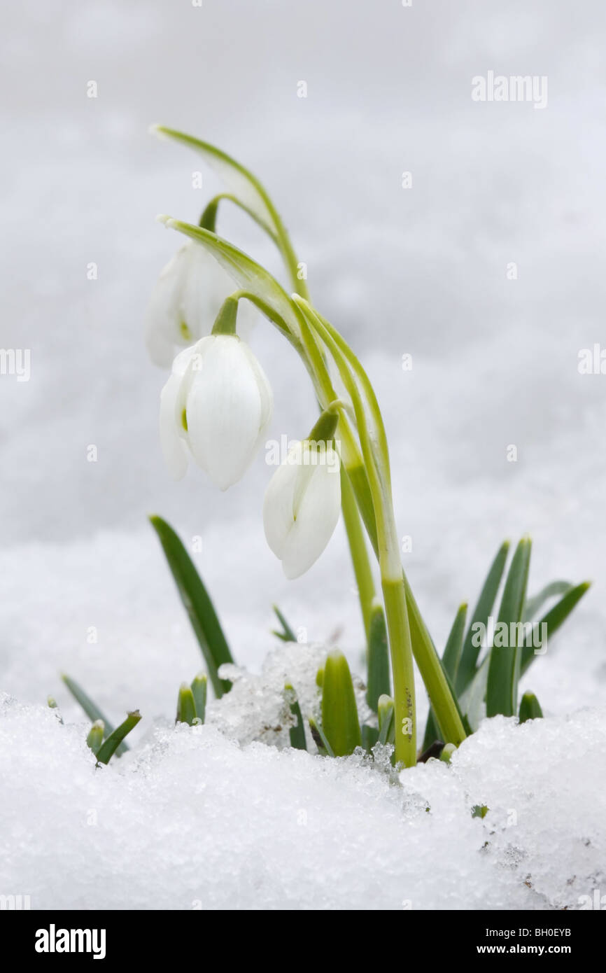 Snowdrop buds hi-res stock photography and images - Alamy