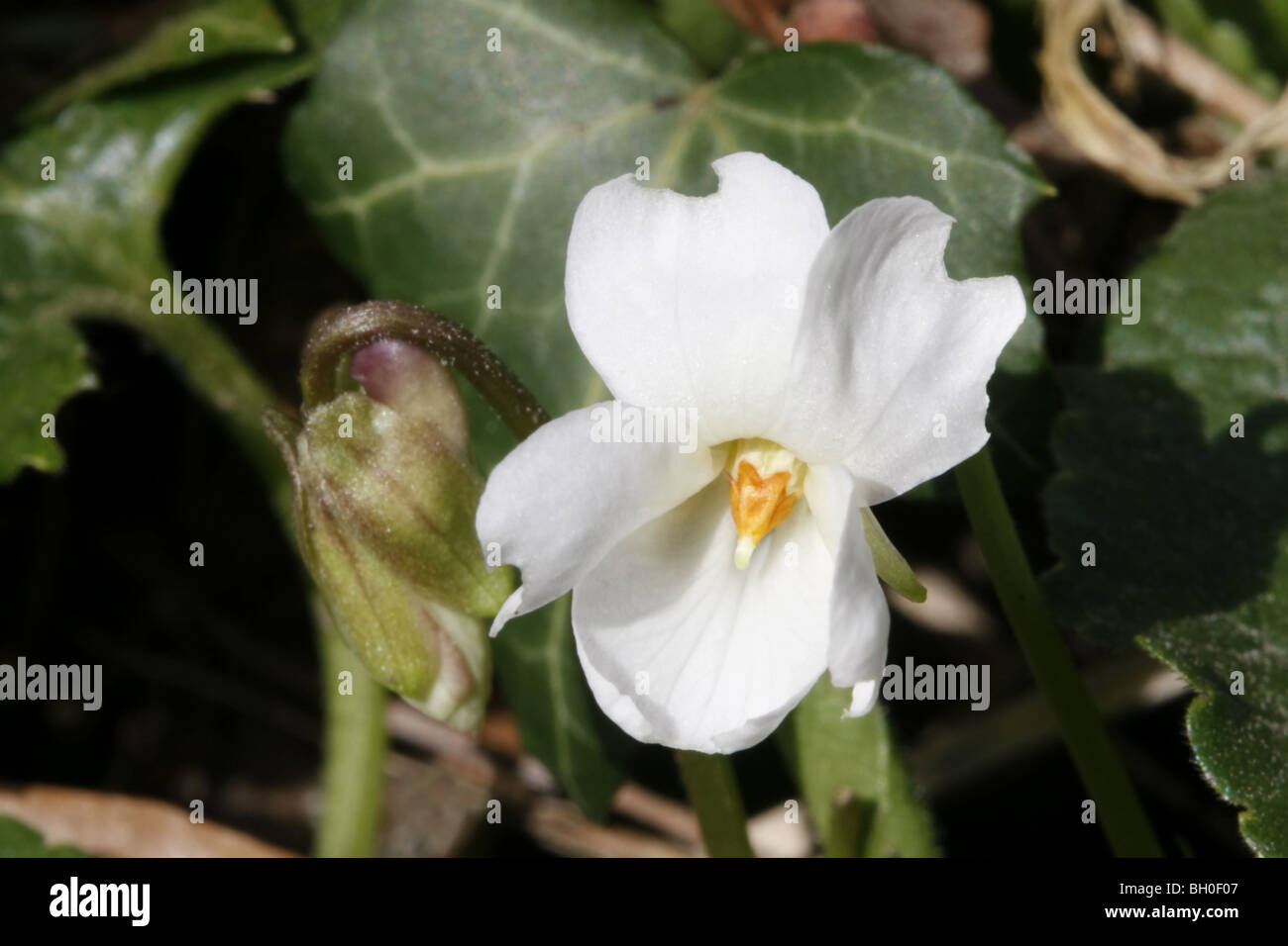 White sweet violet, viola odorata Stock Photo - Alamy