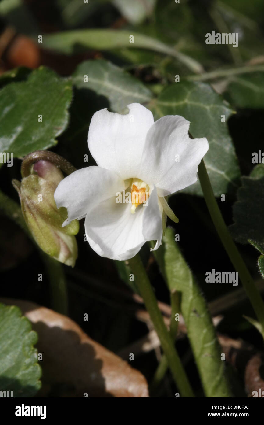 White sweet violet, viola odorata Stock Photo - Alamy