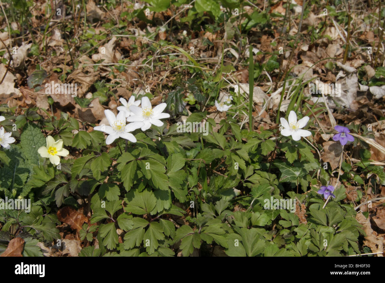 British wild flowers hi-res stock photography and images - Alamy