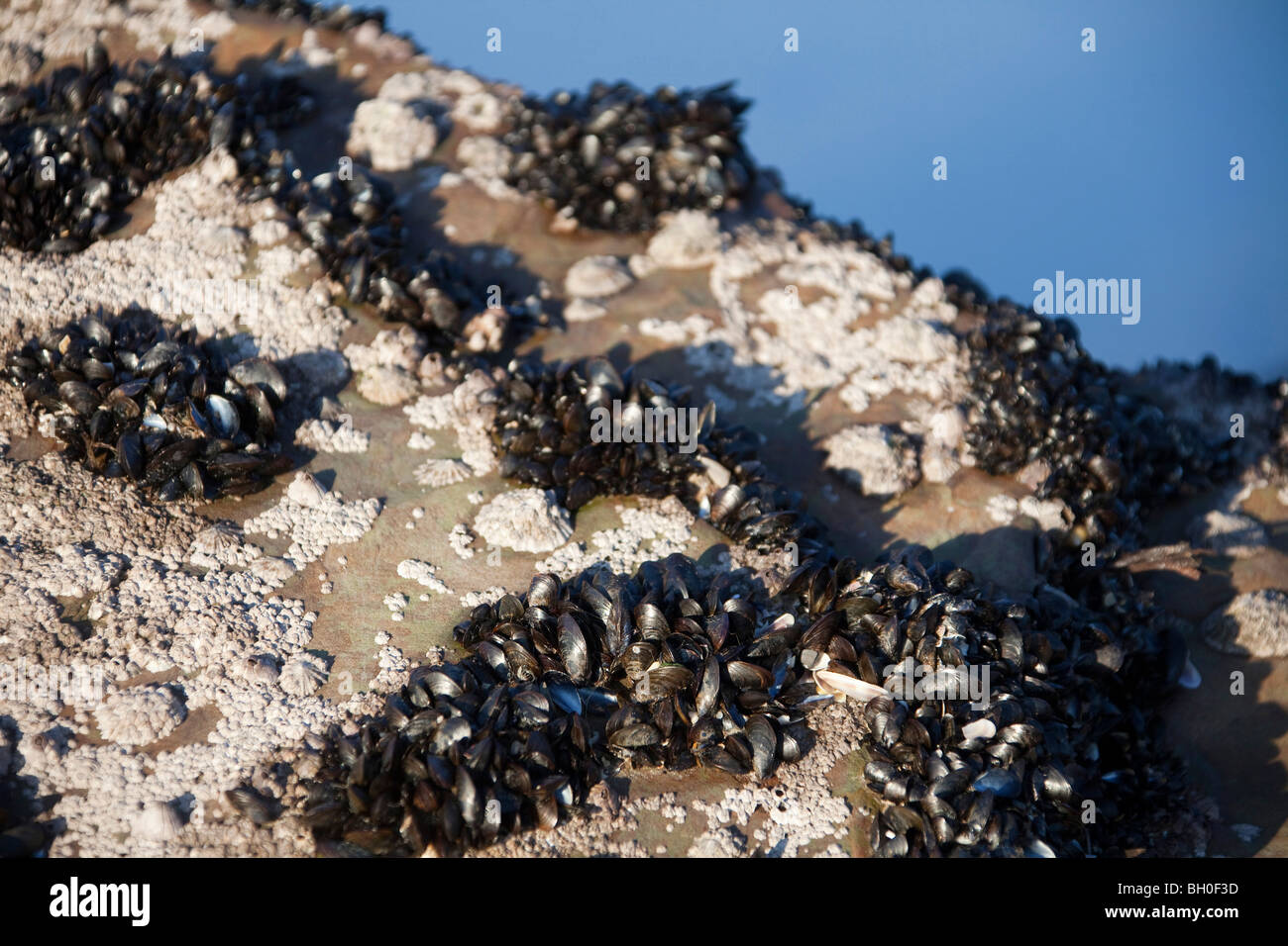 Clusters of small wild mussels (bivalvia mollusca) on rock in Pembrokeshire coast Wales UK ...