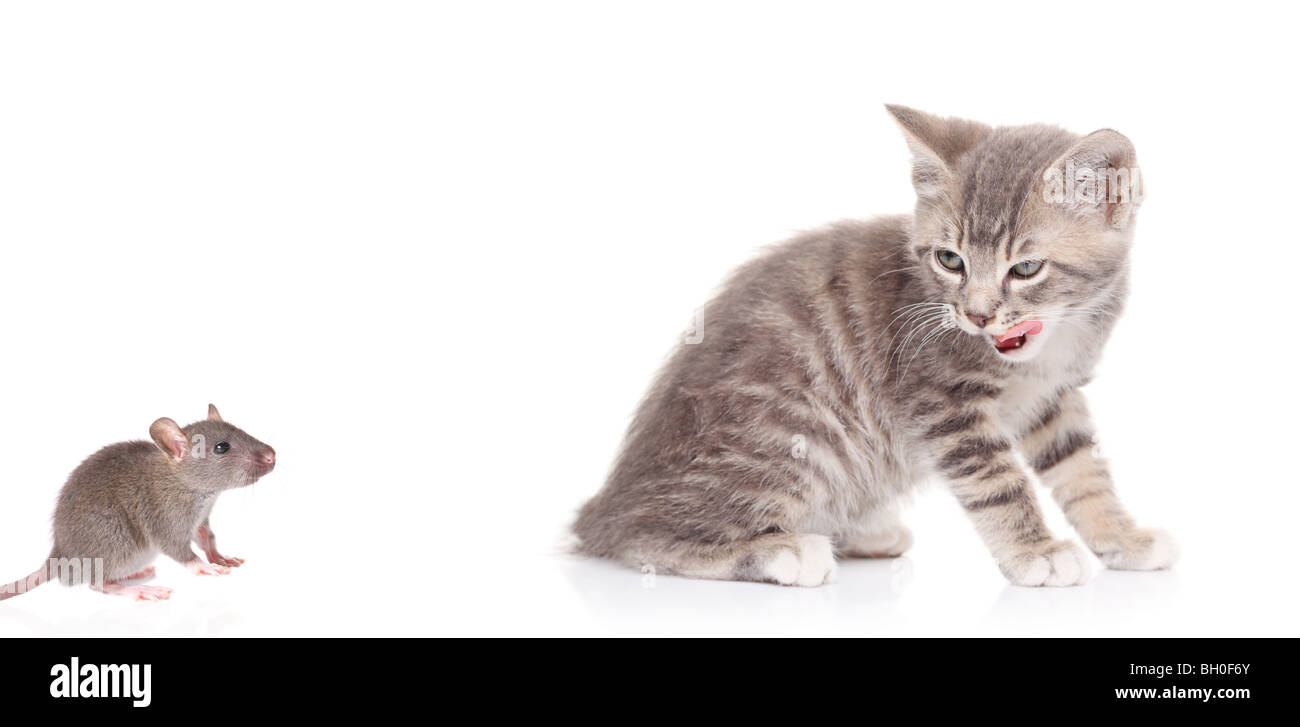 Cat eat rat Cut Out Stock Images & Pictures - Alamy