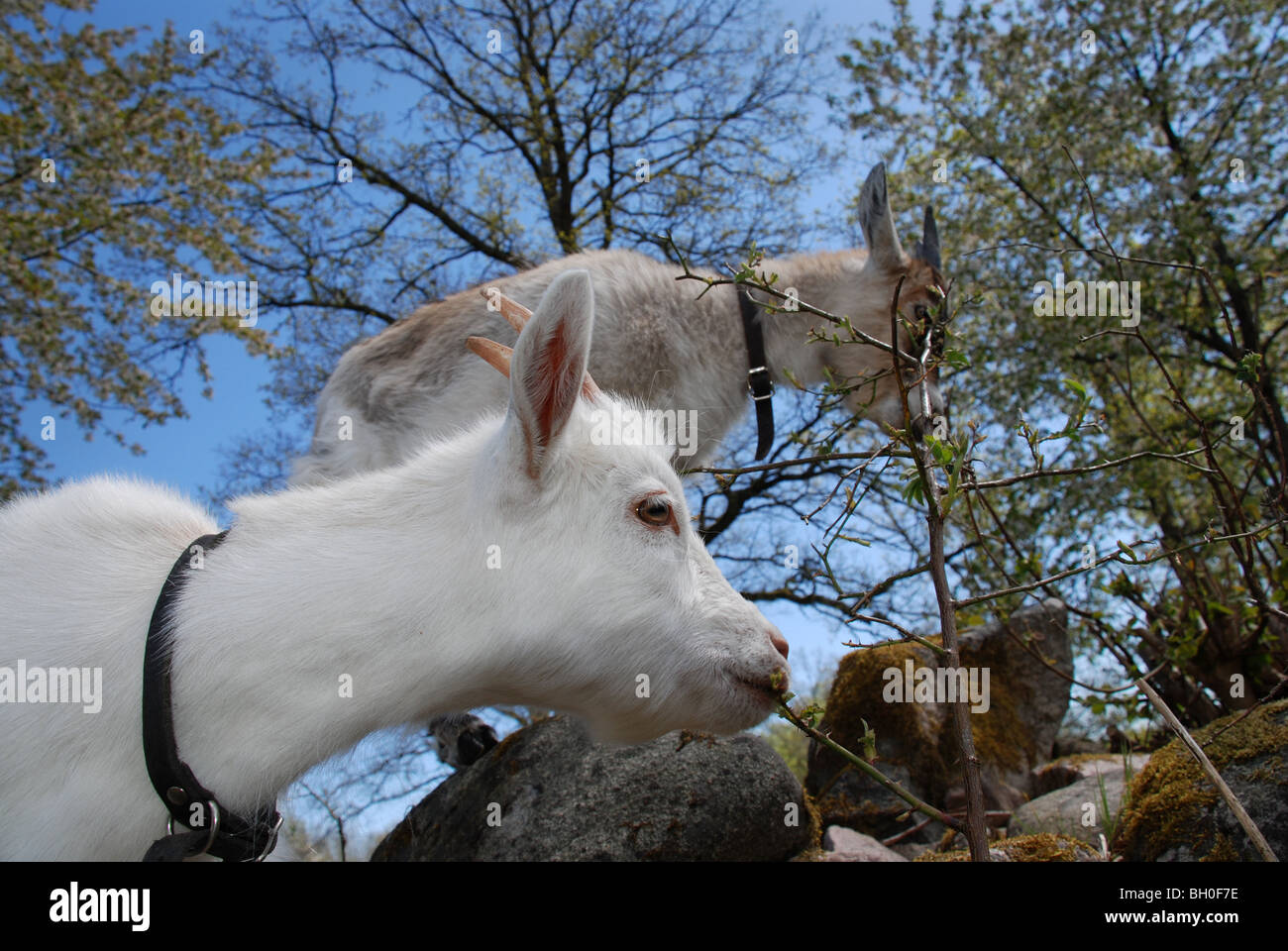 Goat eating branch Stock Photo - Alamy