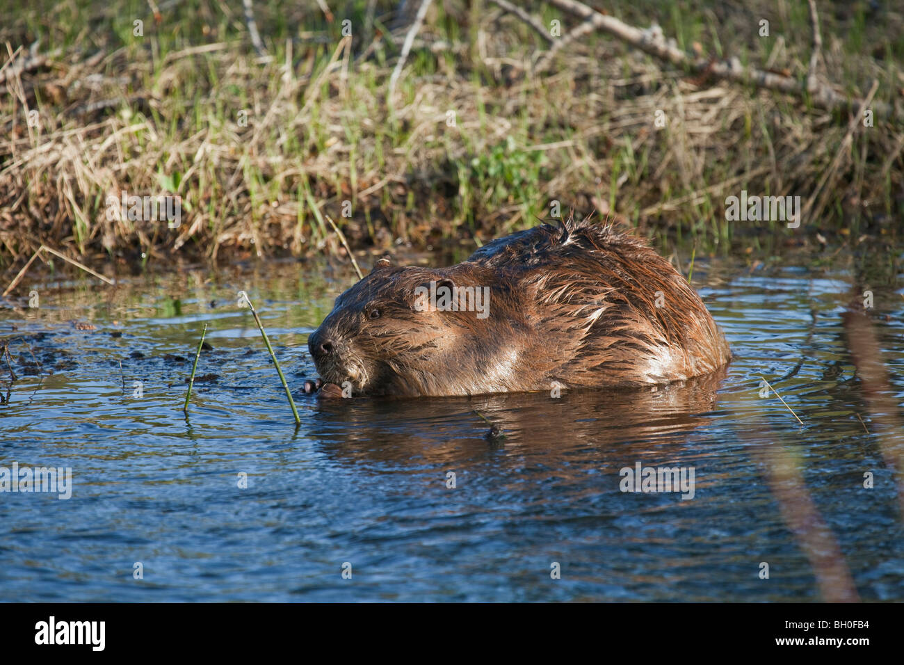 Snake river beaver hi-res stock photography and images - Alamy