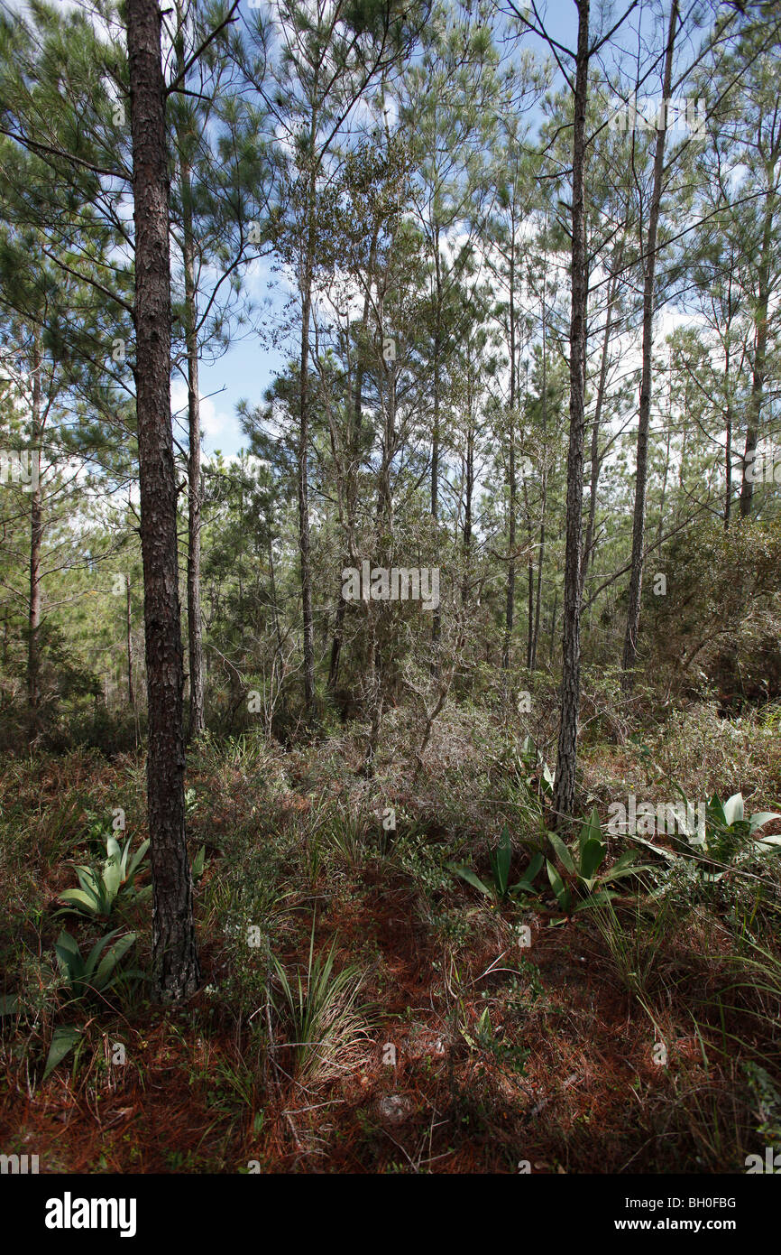 Tropical pine forest in Parque Nacional Sierra de Bahoruco in the ...