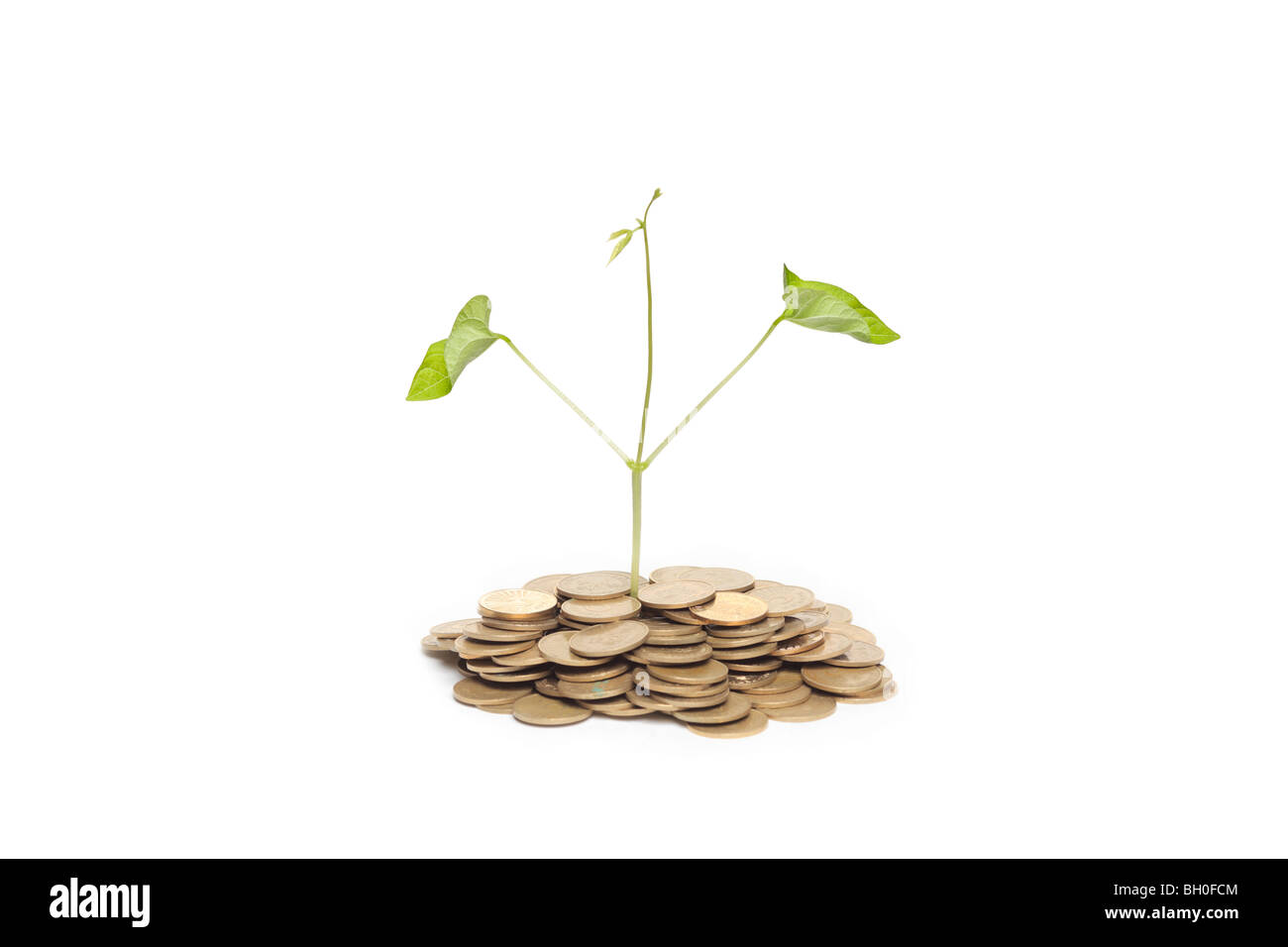 Gold coin plant hi-res stock photography and images - Alamy