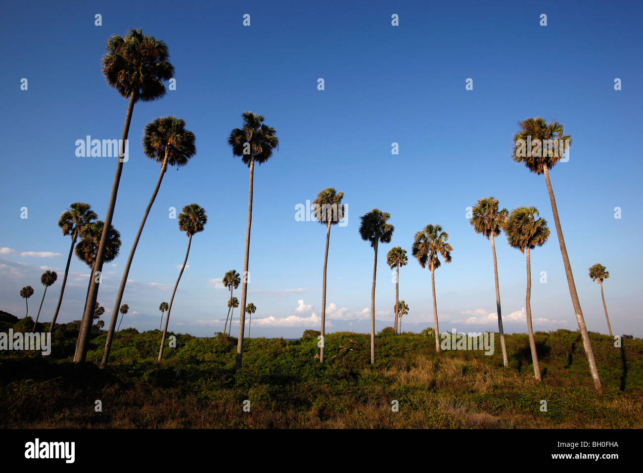 Dominican republic palm trees hi-res stock photography and images - Alamy