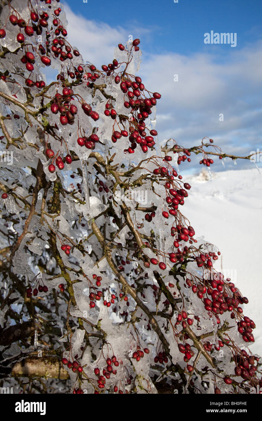 Hawthorn in winter hi-res stock photography and images - Alamy