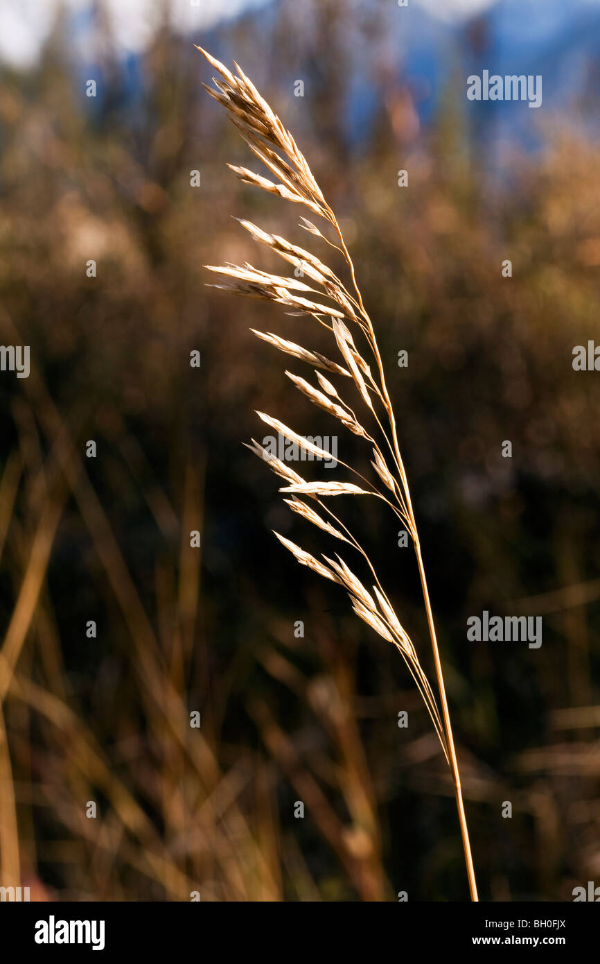 Single stalk of grass Stock Photo - Alamy