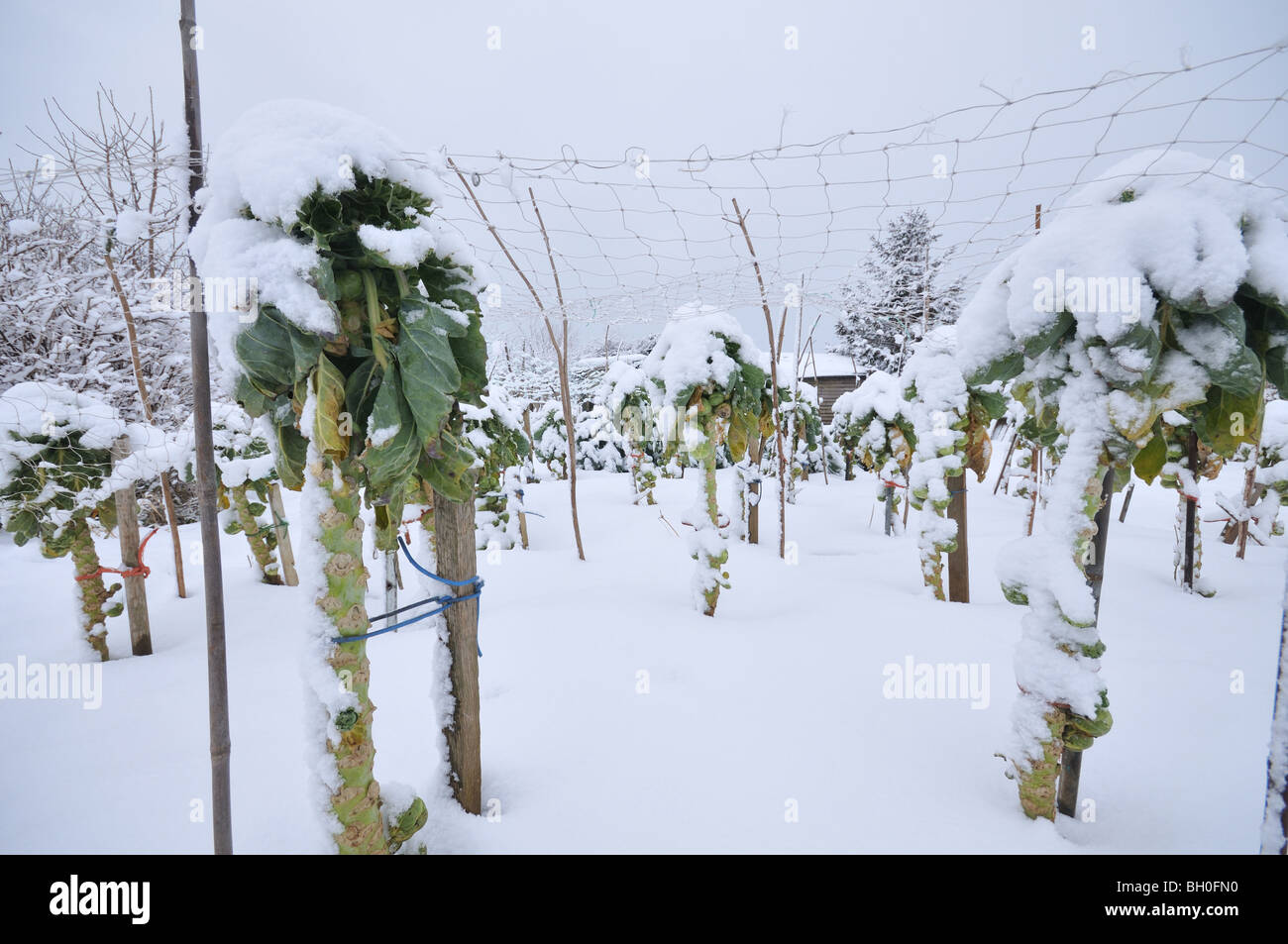 Vegetable (Brussels sprouts) plot covered in snow (damage caused by ...