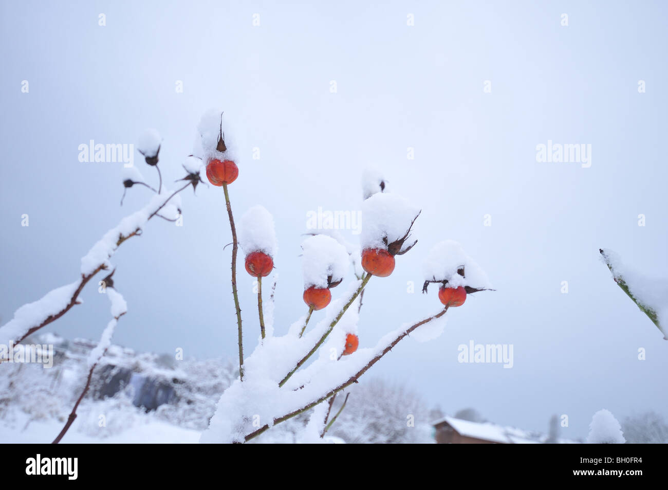 Frosted rose hips hi-res stock photography and images - Alamy