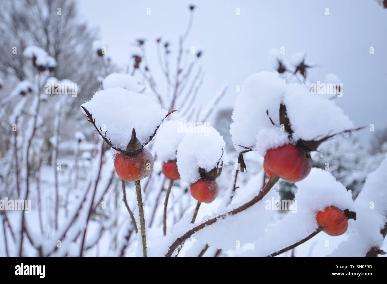 Rose hips covered in snow and frost Stock Photo - Alamy