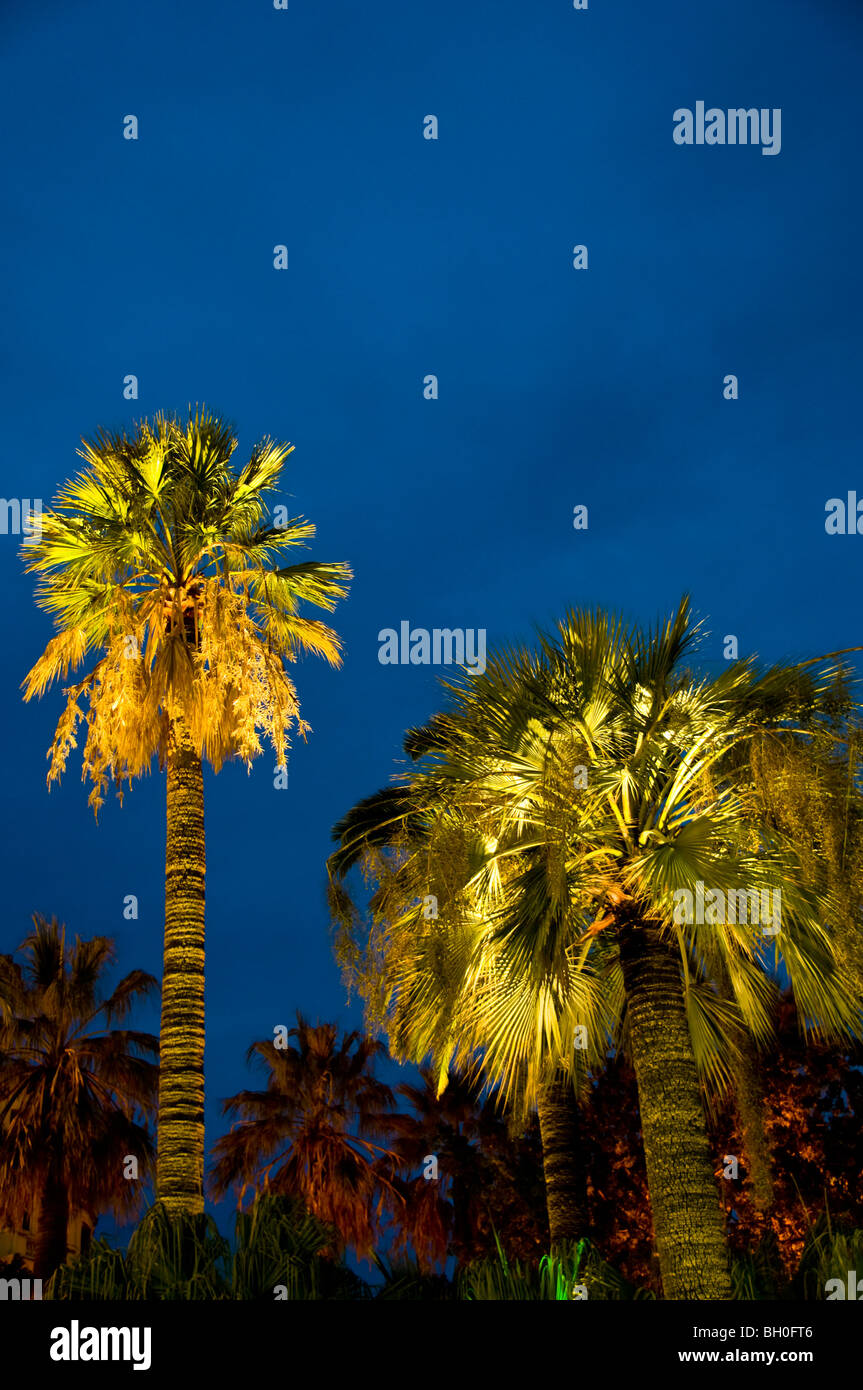 Nice, France, Palm Trees, lit up, at night, in Exotic city Garden Stock ...