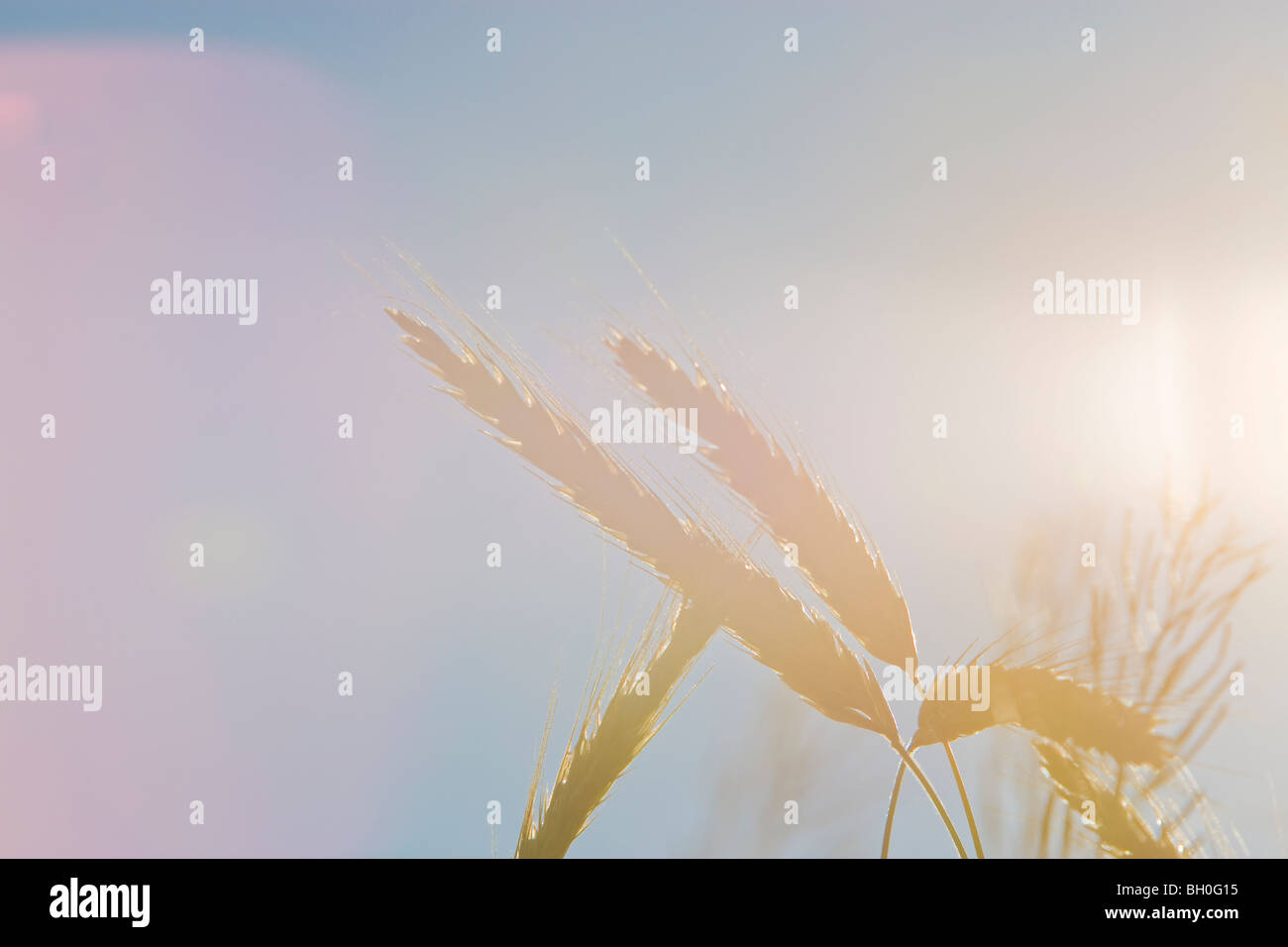A wheat crop in a field on the Canadian Prairie Stock Photo - Alamy