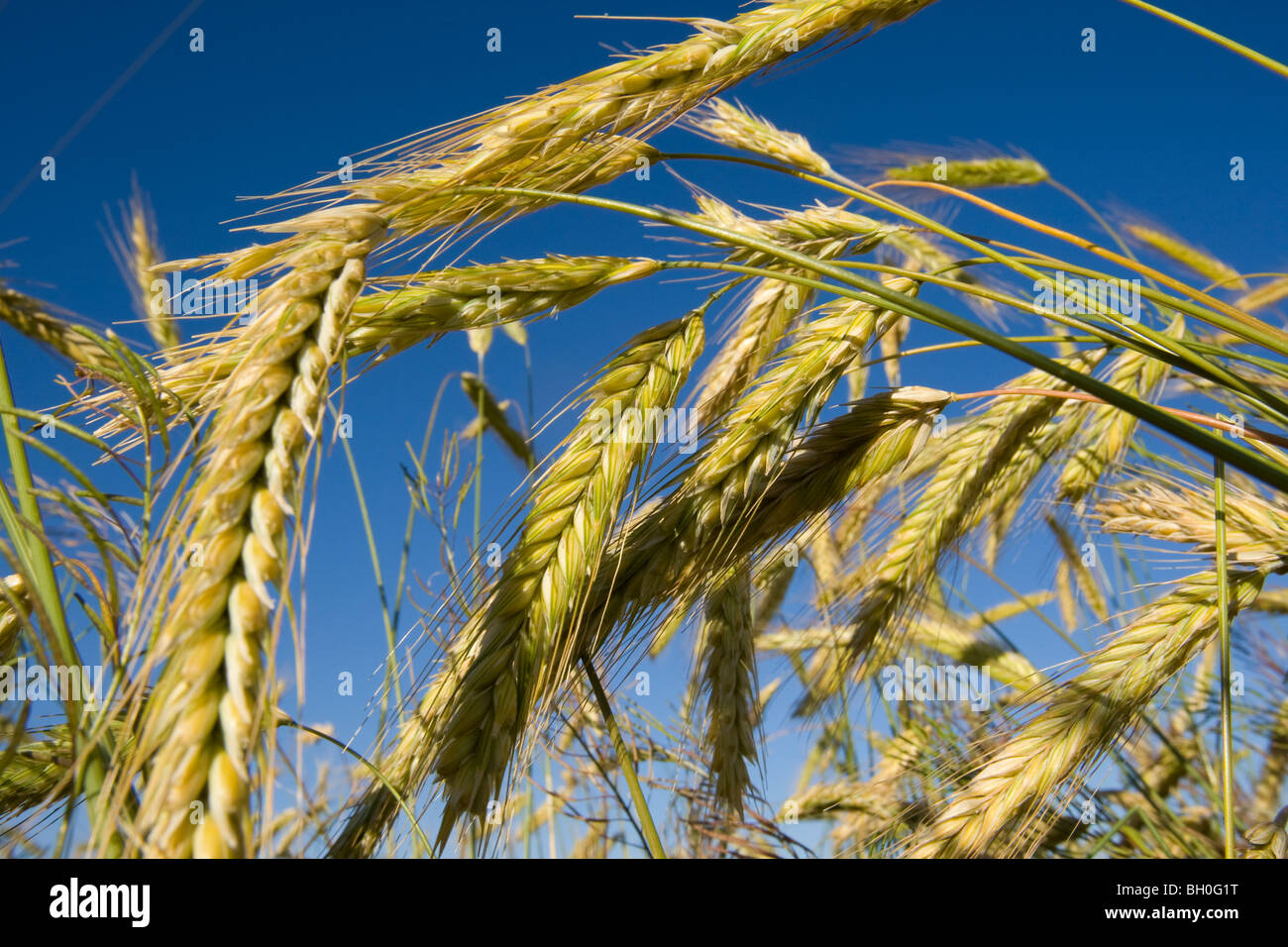 Canadian prairie hi-res stock photography and images - Alamy