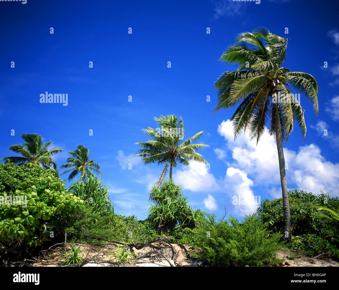 Tropical Island vegetation, Aitutaki Atoll, Cook Islands, South Pacific ...