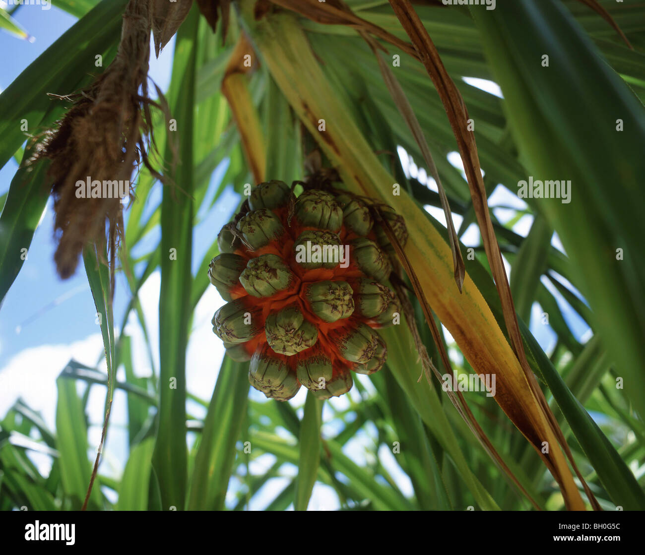 Tropical Fruit Rarotonga Cook Islands High Resolution Stock Photography ...