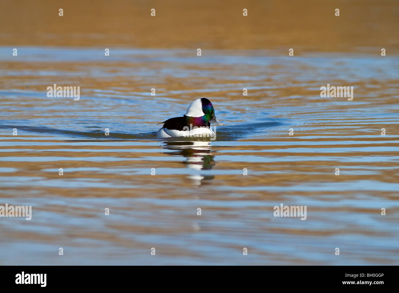 Bufflehead duck bucephala albeola drake hi-res stock photography and ...