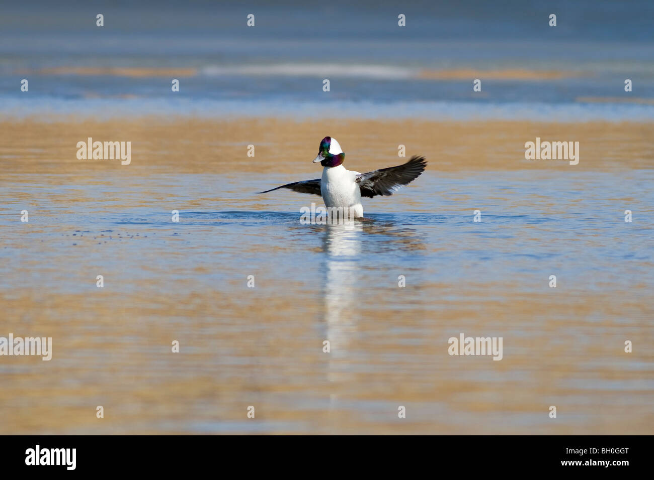 Bufflehead duck bucephala albeola drake hi-res stock photography and ...