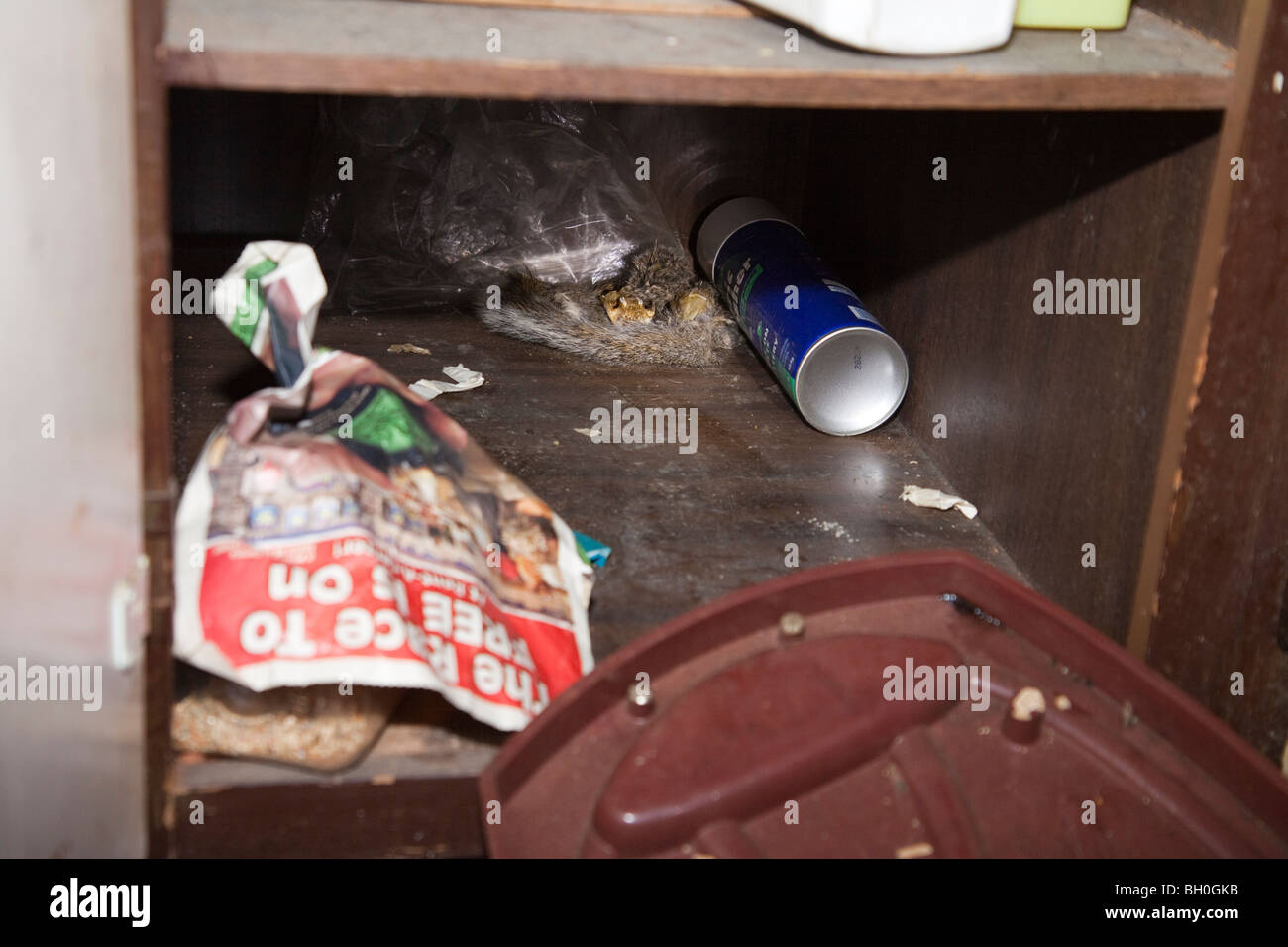 Dead squirrel hi-res stock photography and images - Alamy