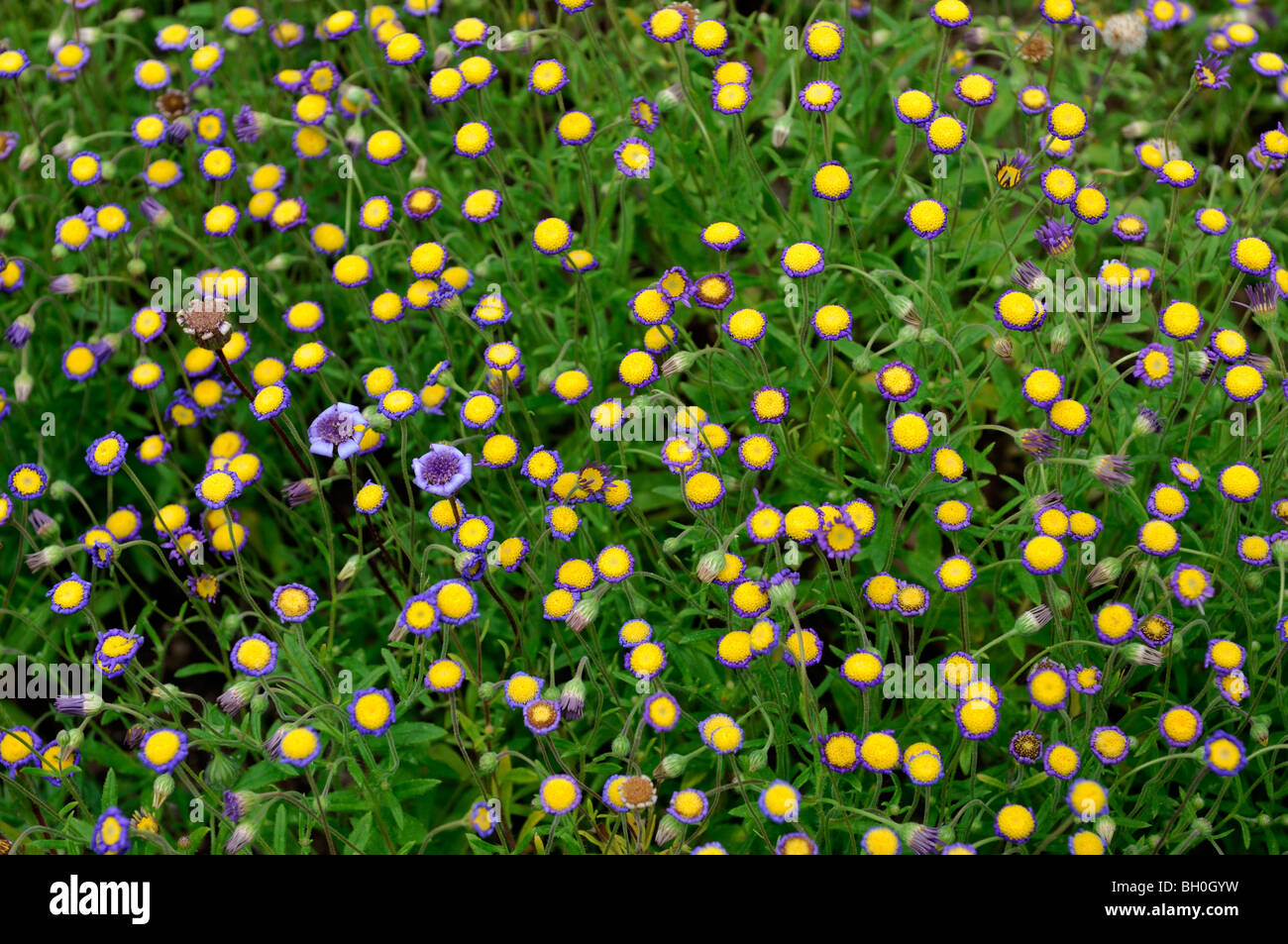 Felicia dubia dwarf felicia Small blue daisies with bright yellow ...