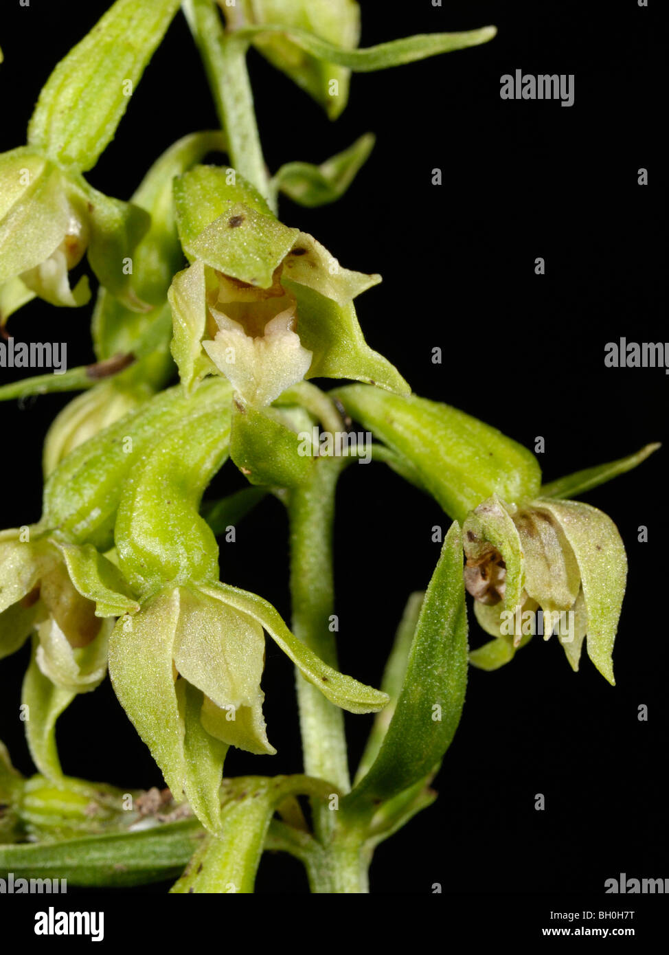 Green helleborine hi-res stock photography and images - Alamy