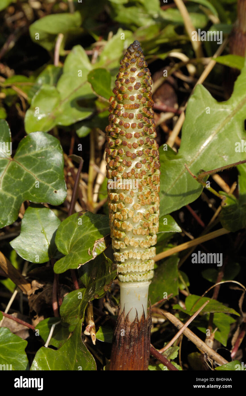 Great Horsetail, equisetum telmateia Stock Photo - Alamy