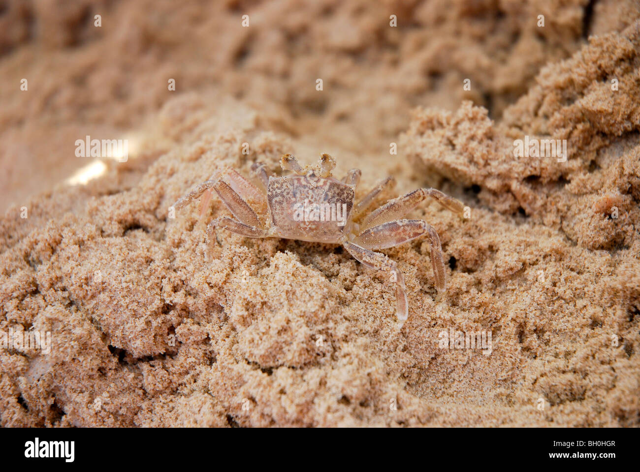 Sand Crabs Eggs