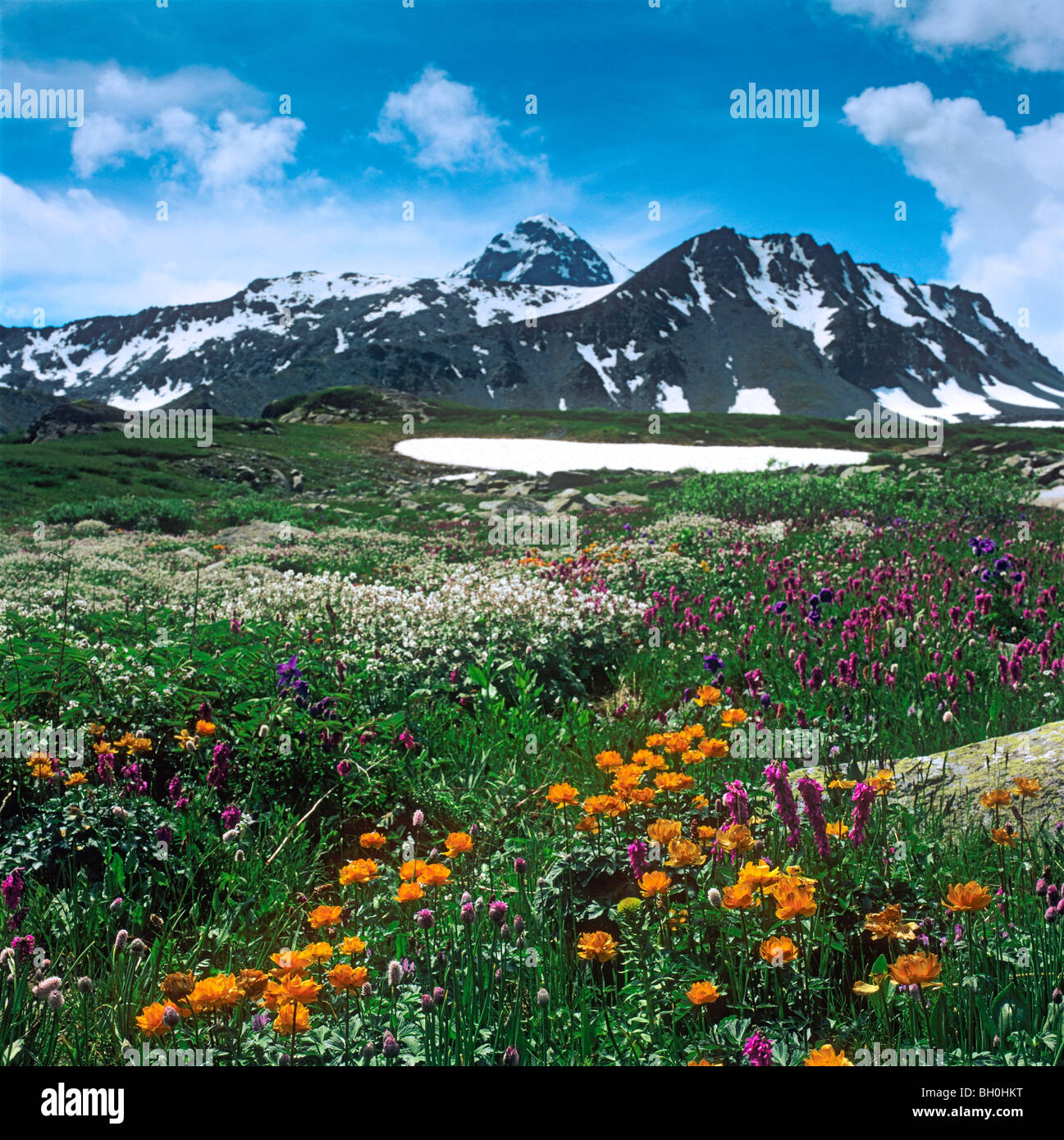 Alpine meadow in the Altai Mountains, Siberia. Russian Federation Stock ...