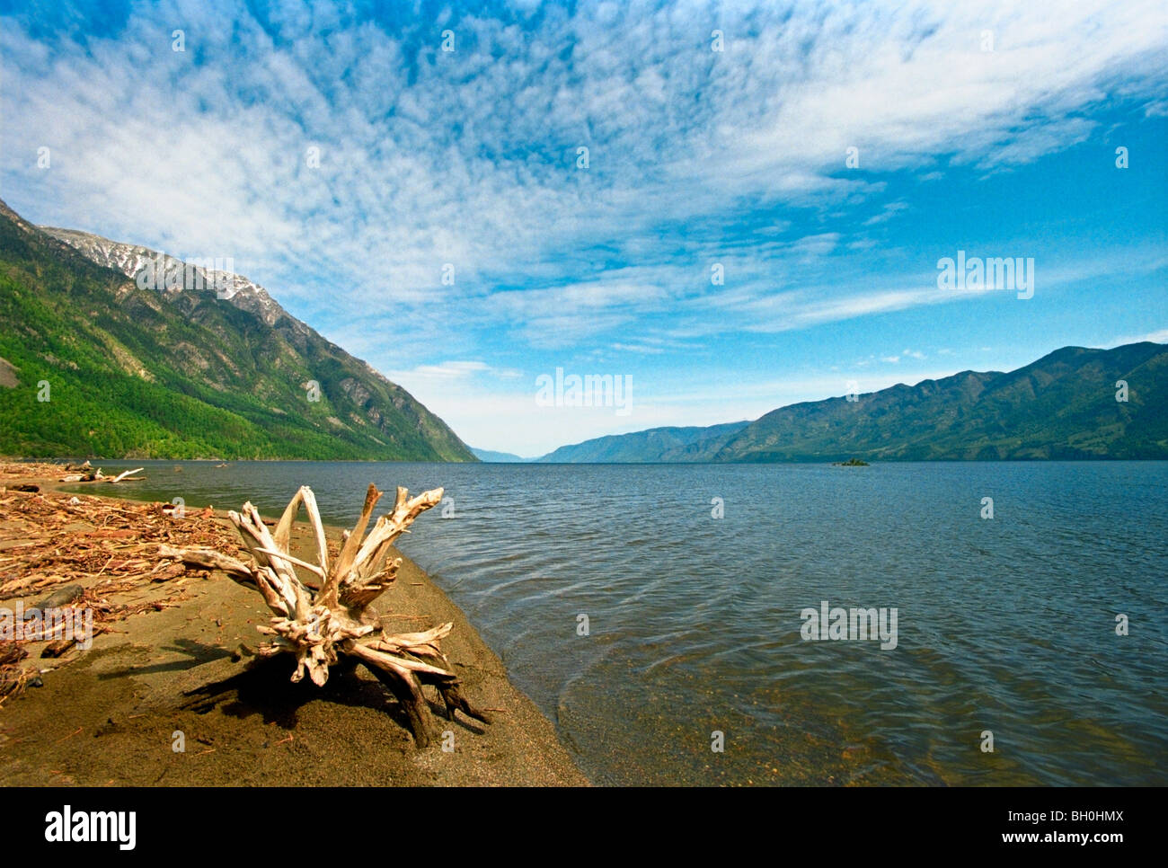 Snag on the bank of Teletskoye Lake. The Altai Mountains, Russia Stock ...