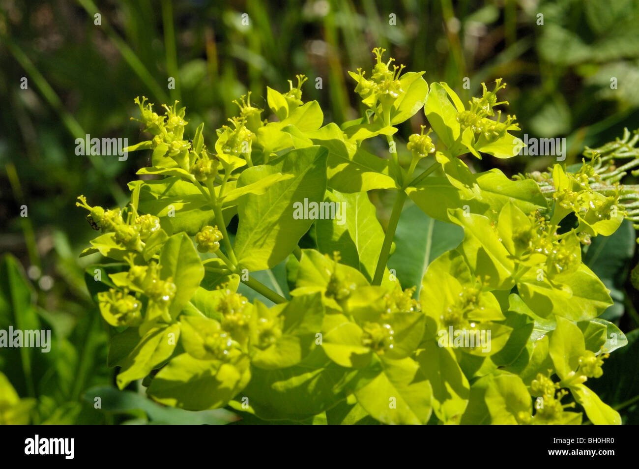 Irish Spurge, euphorbia hyberna Stock Photo - Alamy