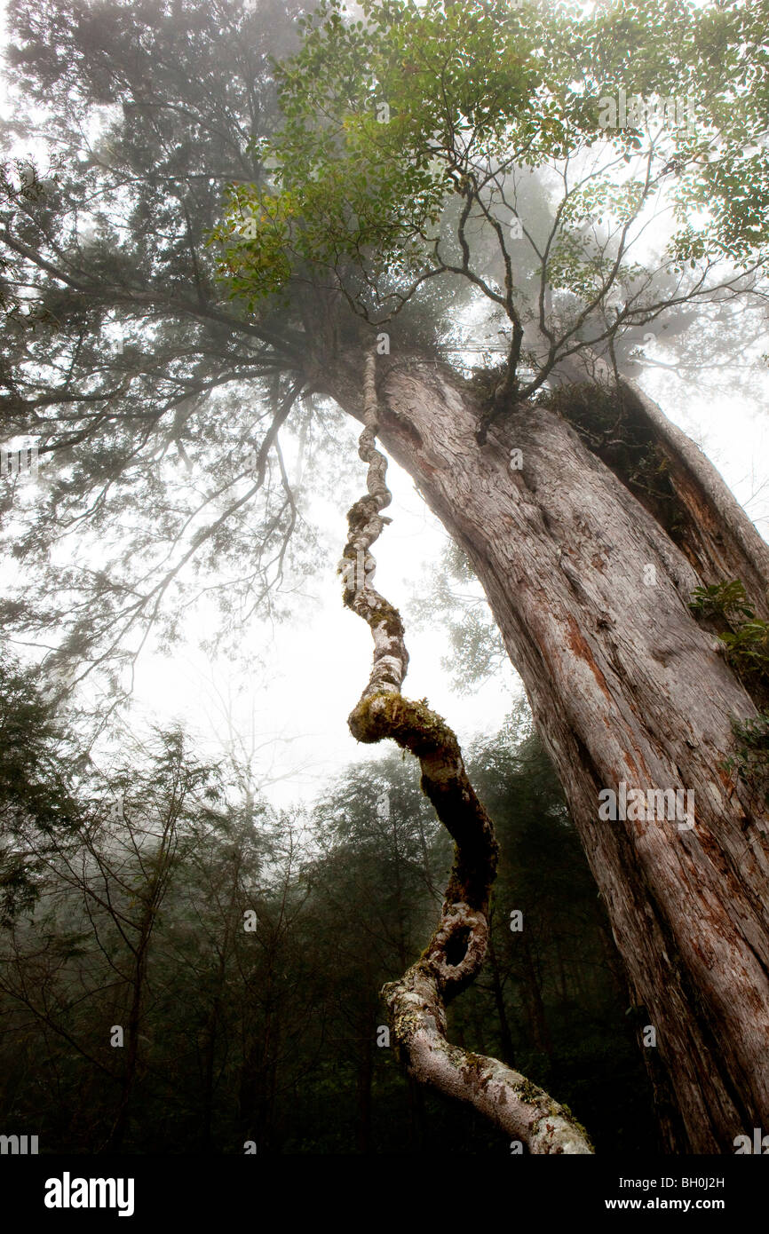 Giant cypress tree hi-res stock photography and images - Alamy