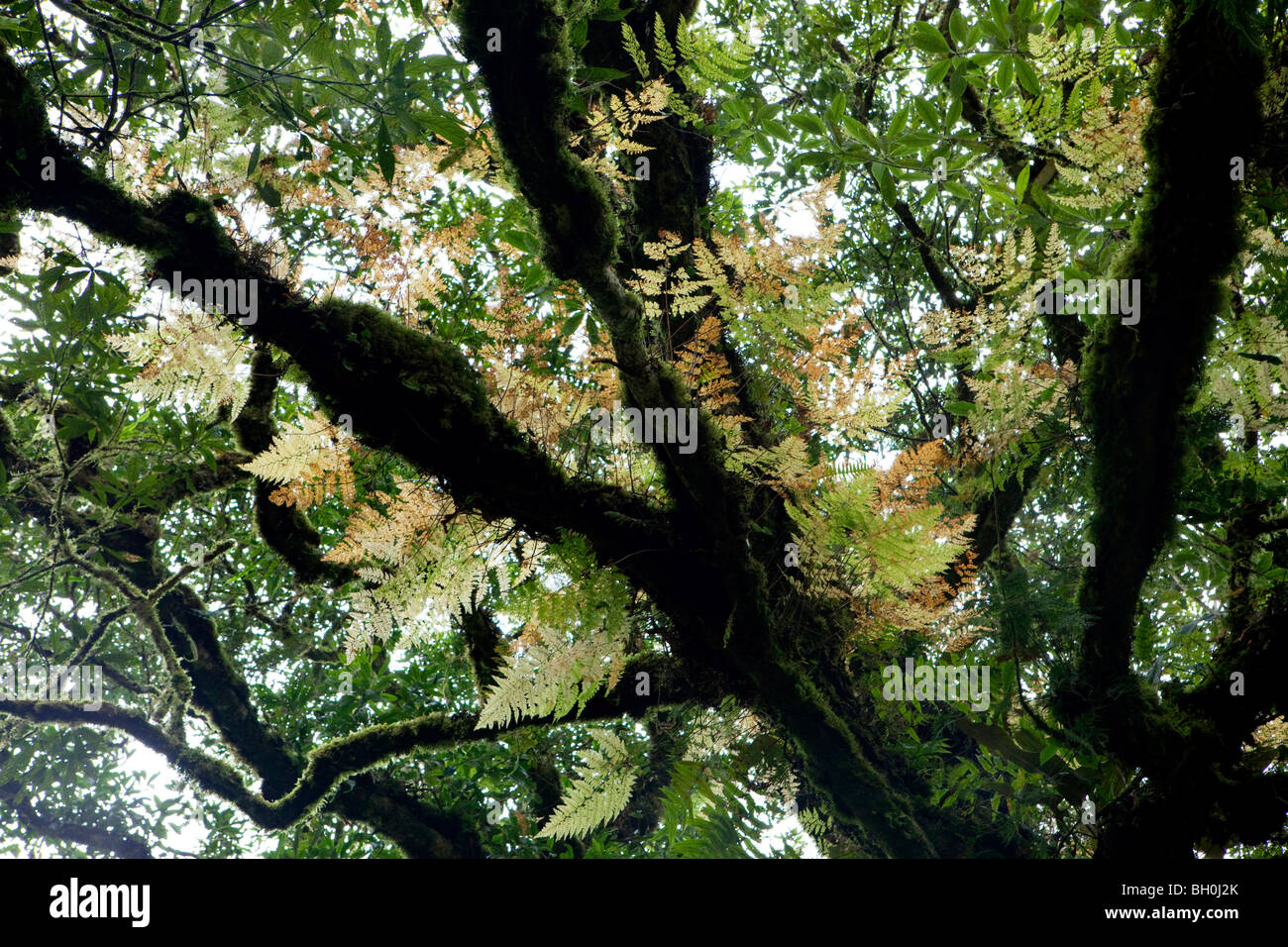 Ancient rainforest tree hi-res stock photography and images - Alamy