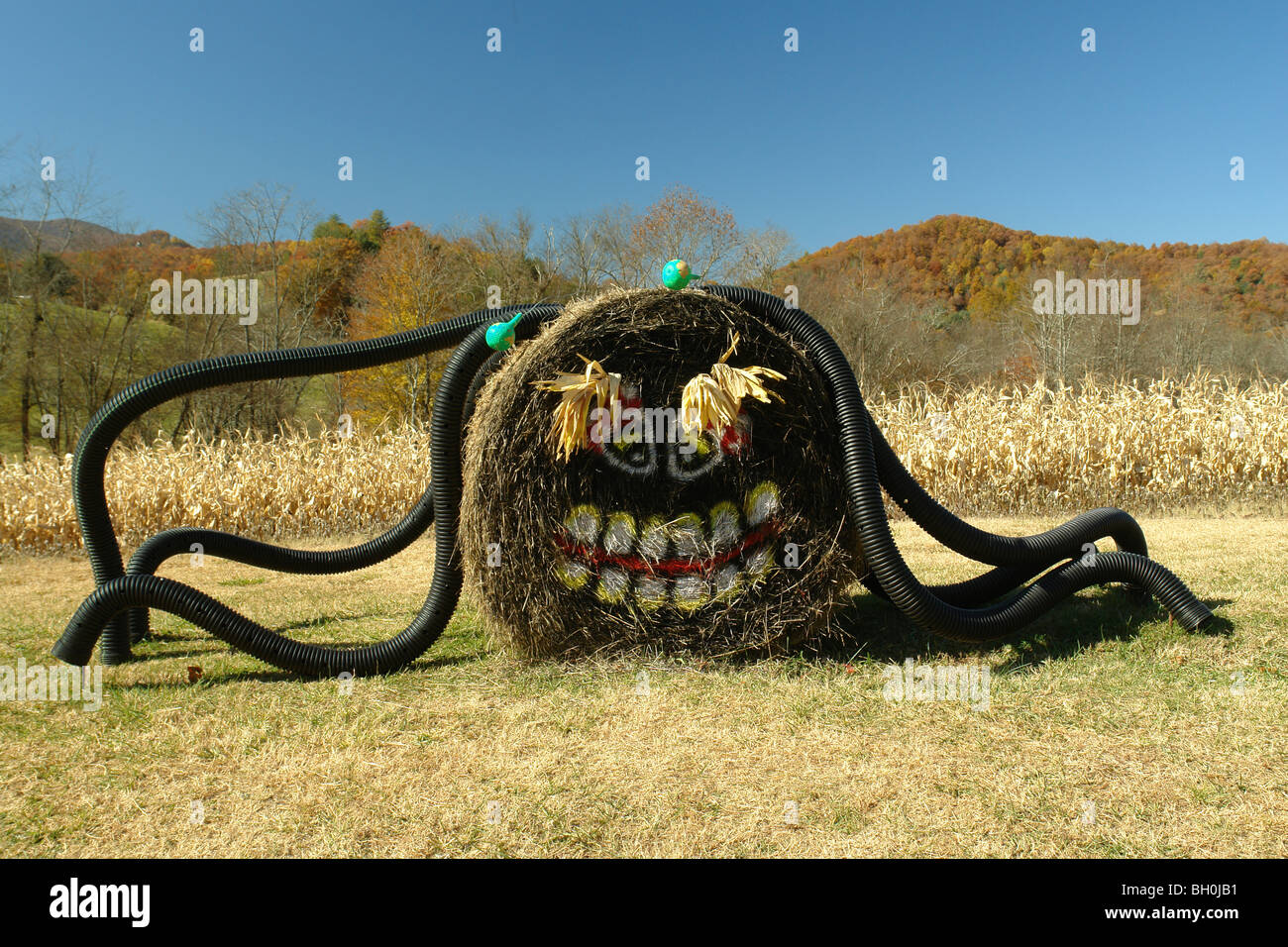 Georgia spider hi-res stock photography and images - Alamy