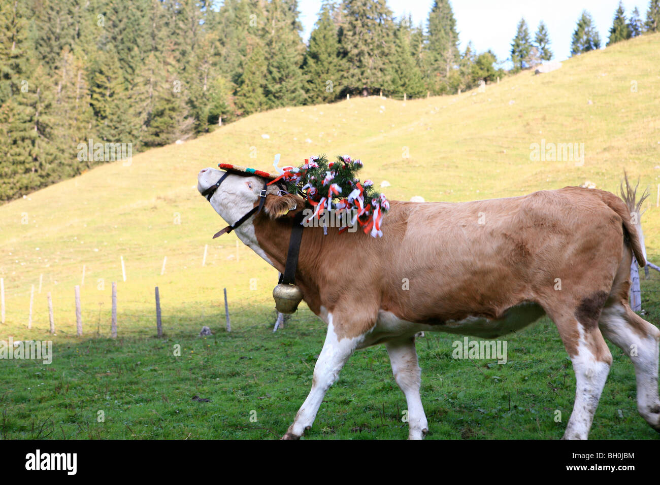 Cow at Almabtrieb, cattle drive from mountain pasture, Arzmoos ...