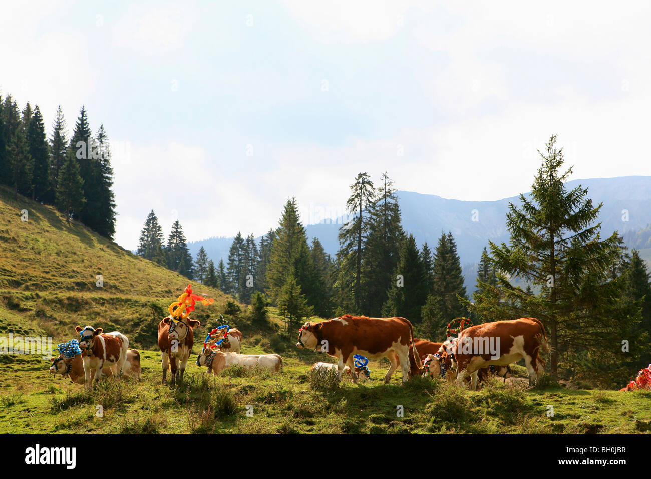 Almabtrieb hi-res stock photography and images - Alamy