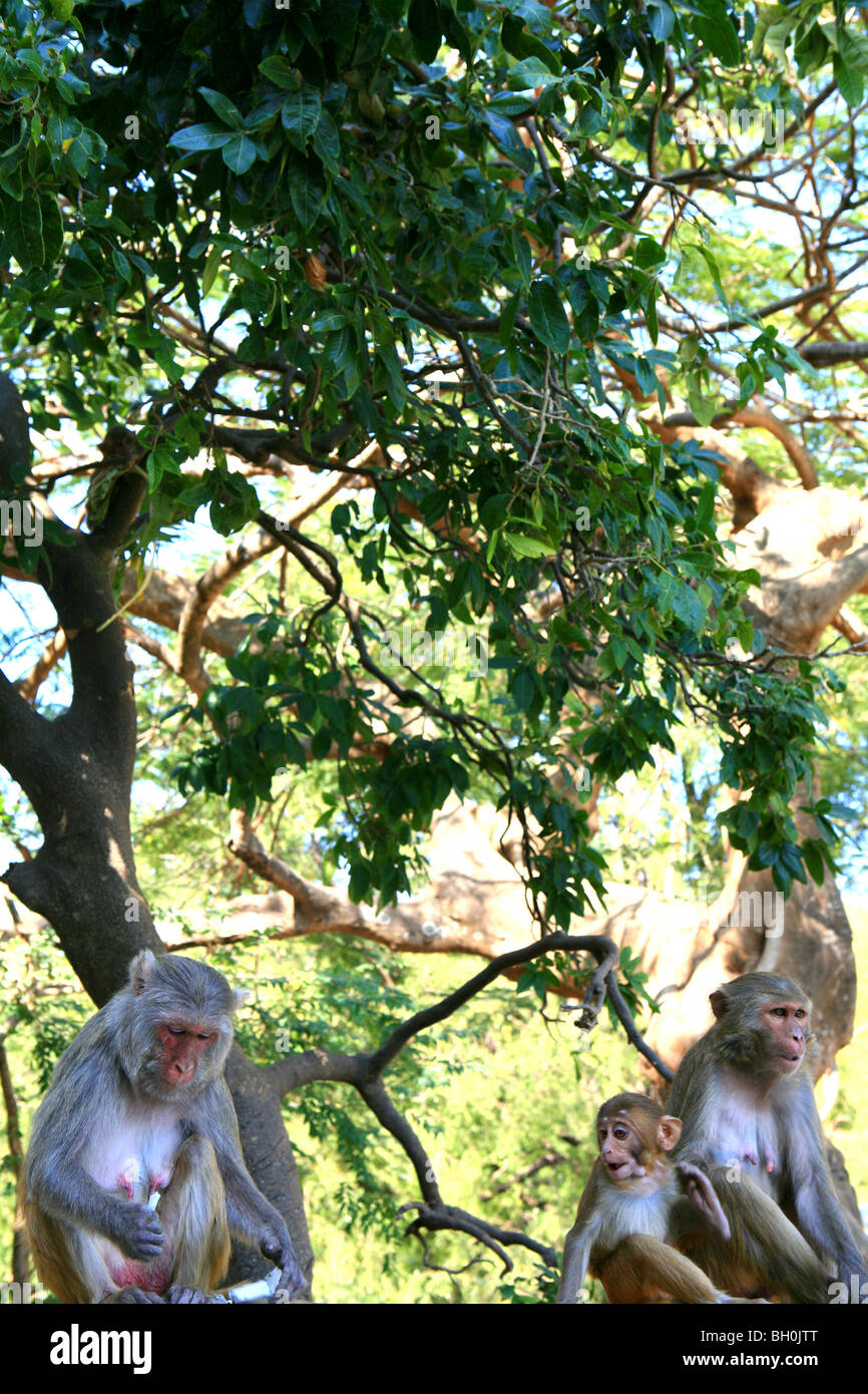 Group of monkeys sitting beneath trees at the foot of the Mount Popa ...