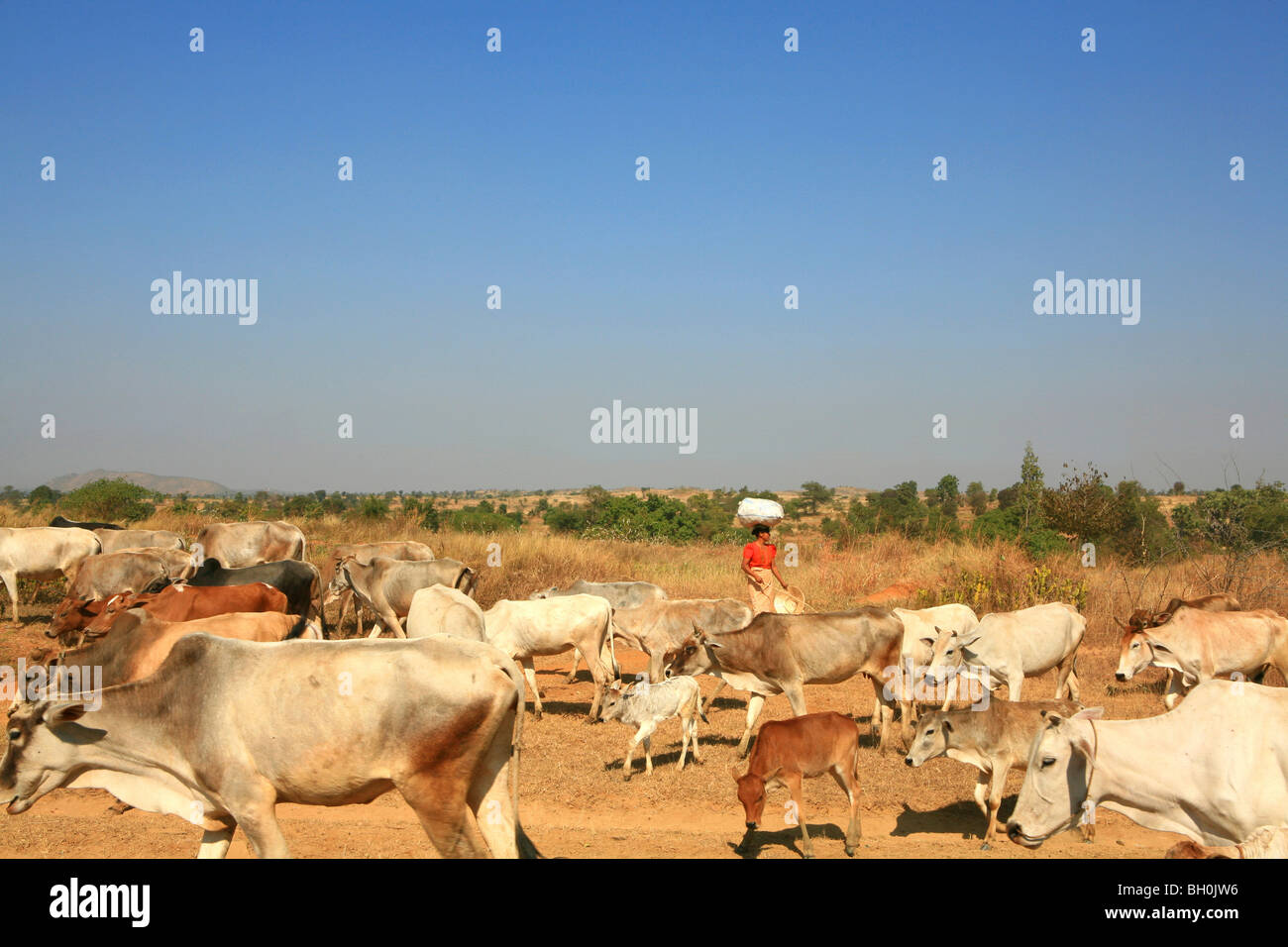 Woman with cattle herd on a country road in the sunlight, Myanmar ...
