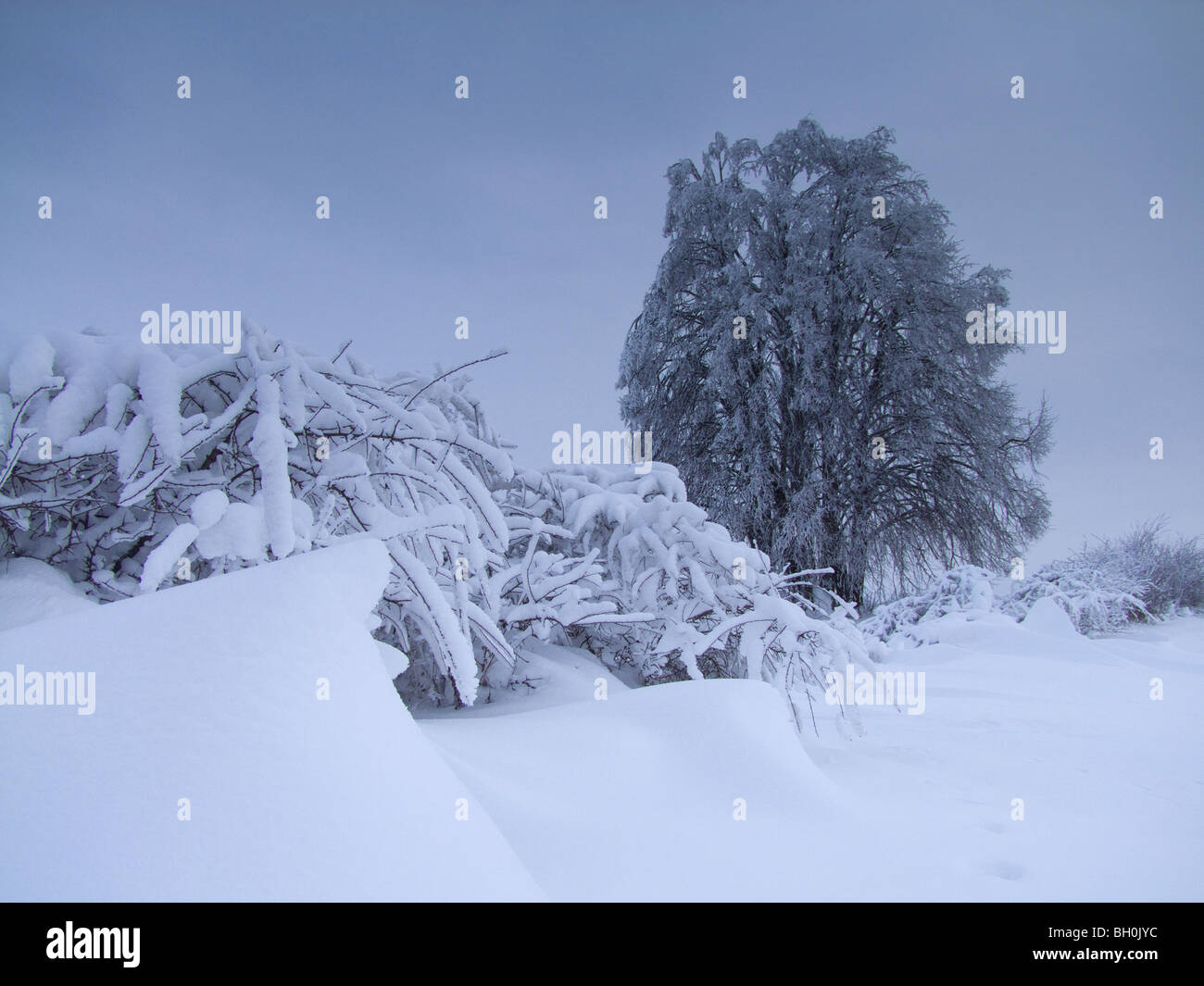 Extreme weather -winter - hoarfrost and glazed frost Stock Photo - Alamy