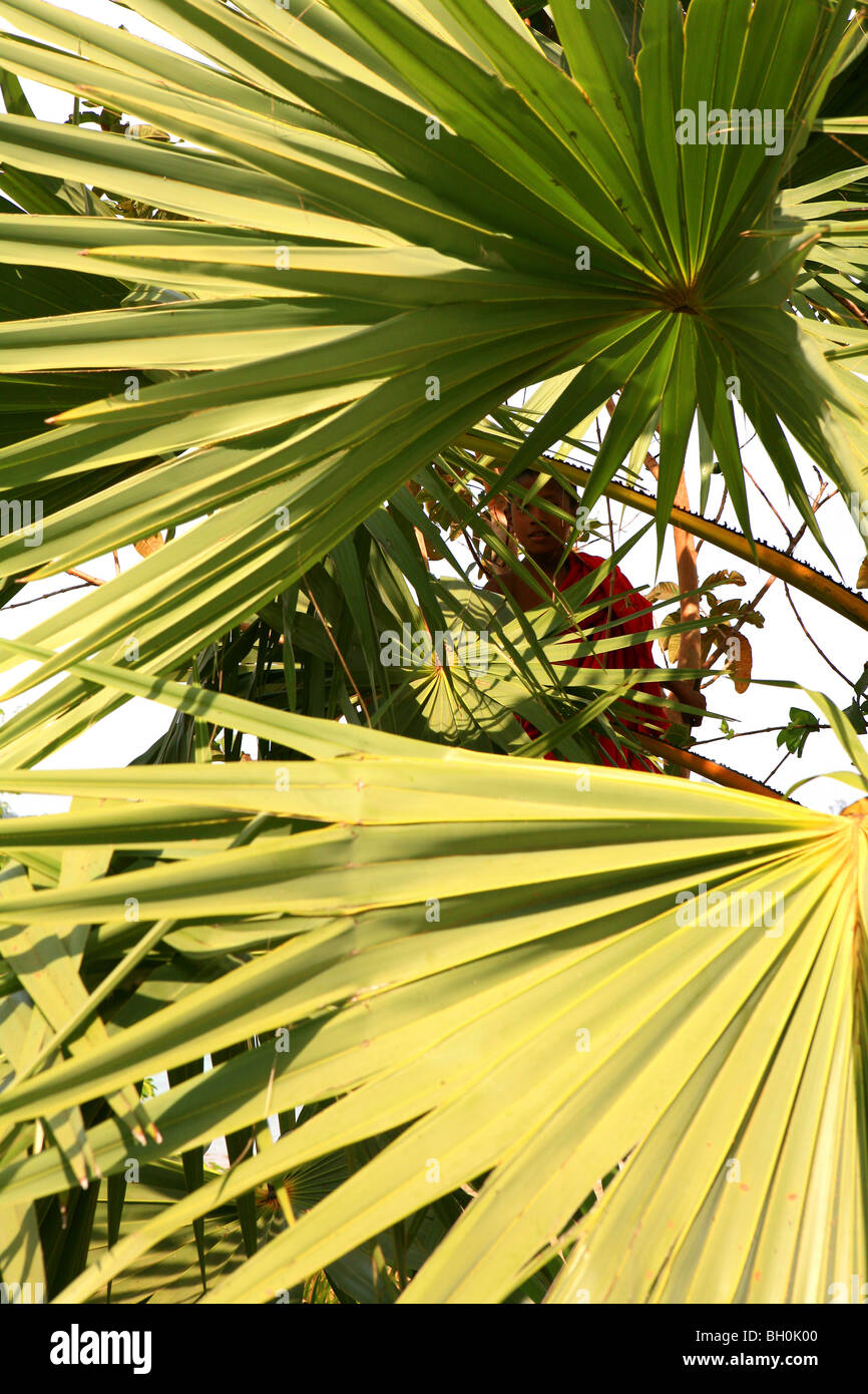 Sea gypsy, Moken child hiding behind palm leaves, Mergui Archipelago ...