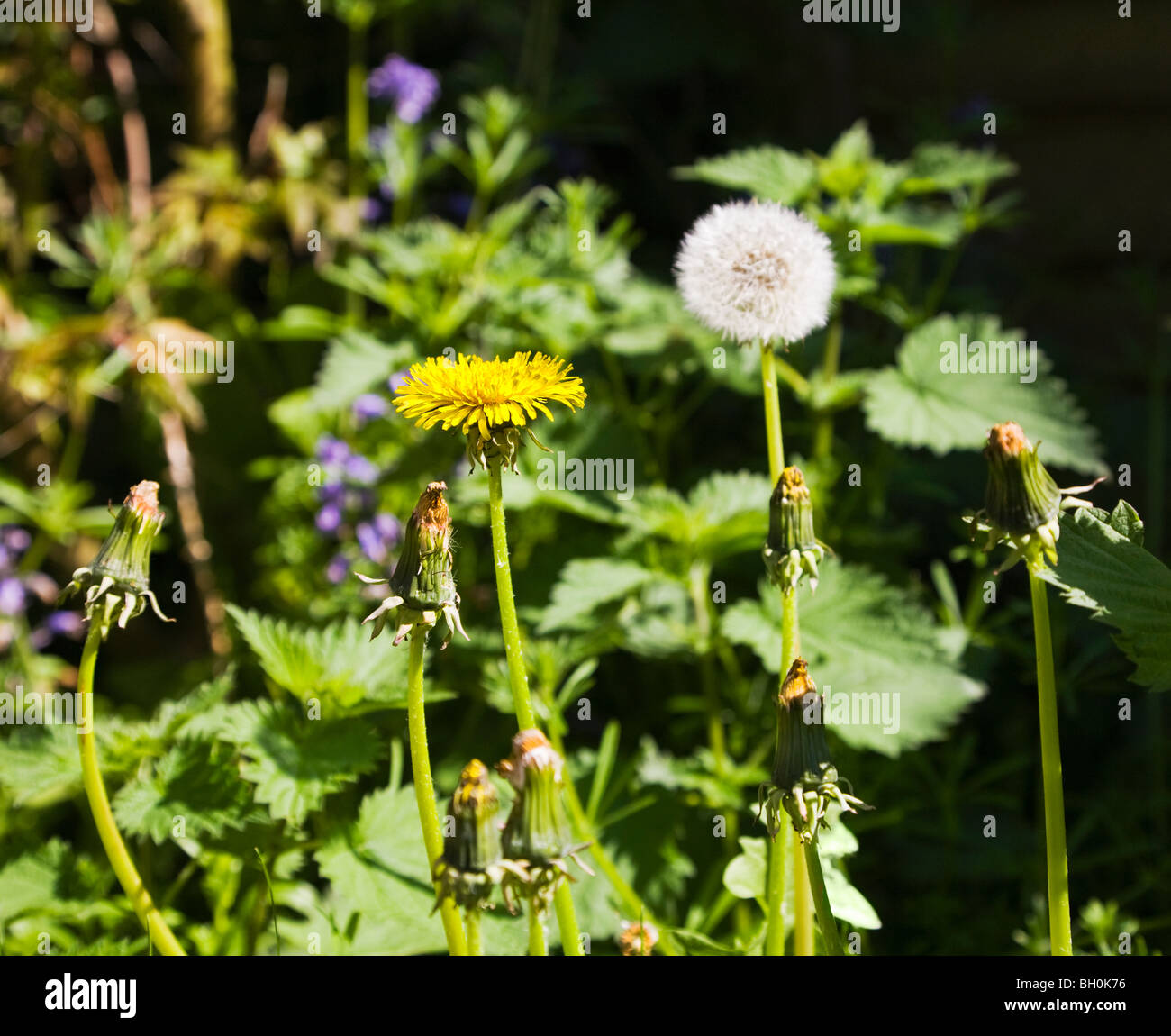 A group of dandelions and nettles. Weeds in an English garden. Spring ...