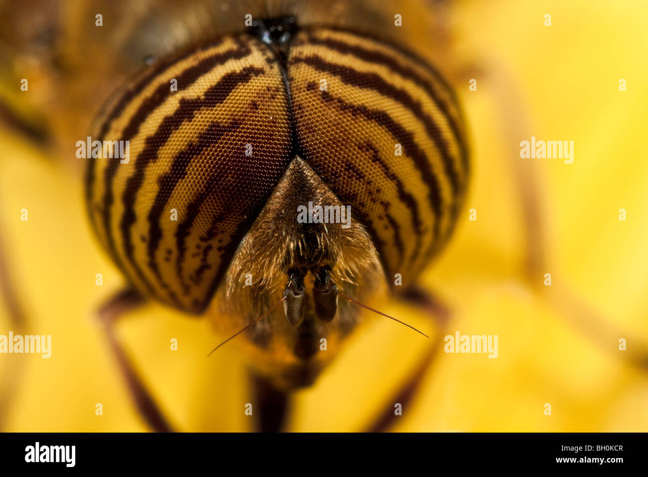 Hover fly with yellow banded compound eyes. Species is Eristalinus ...