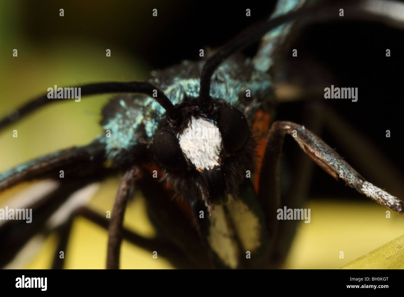 Devils Maiden moth macro Stock Photo - Alamy