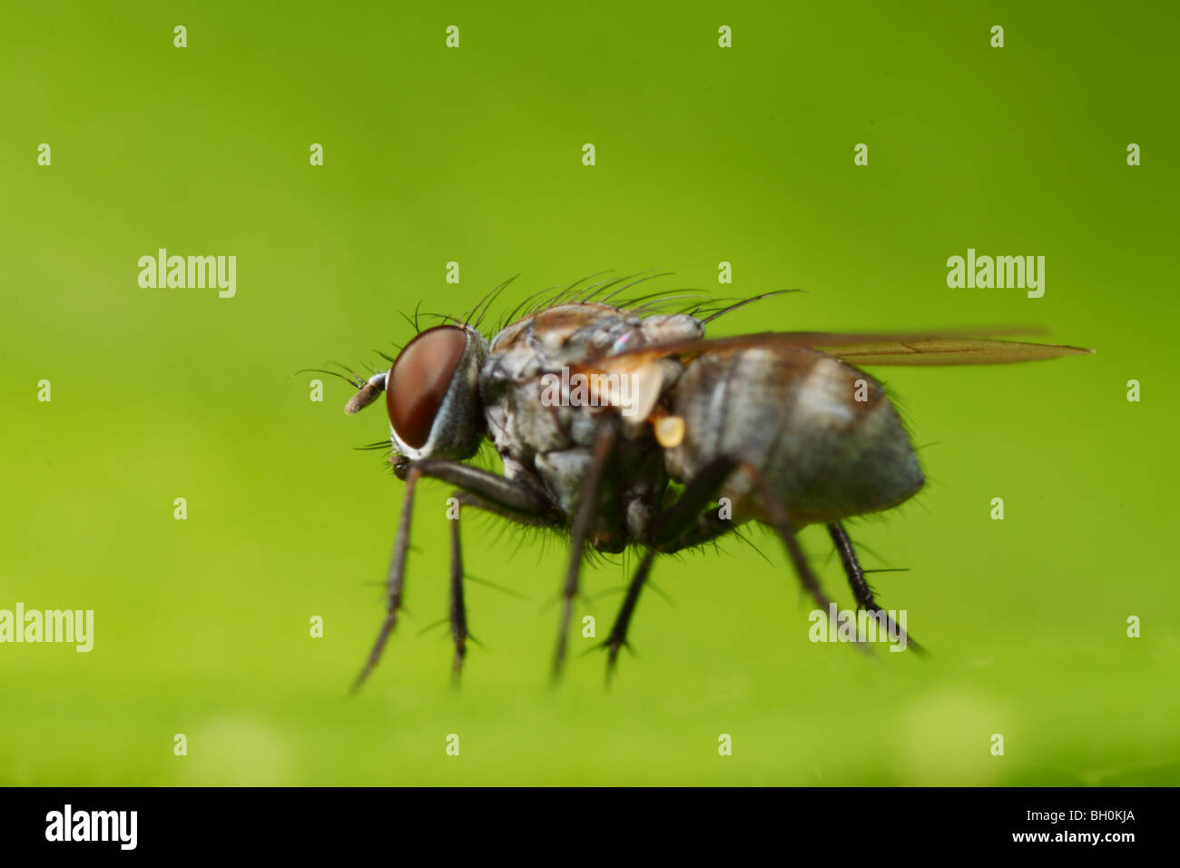 High magnification macro of a fly against a clean green background ...