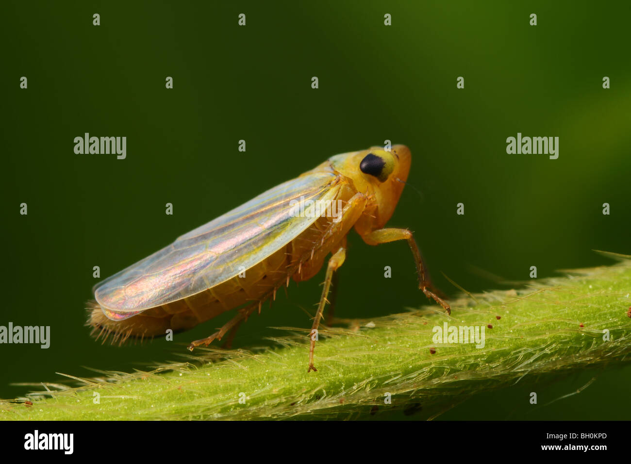 Orange leaf hopper macro against a green background Stock Photo - Alamy