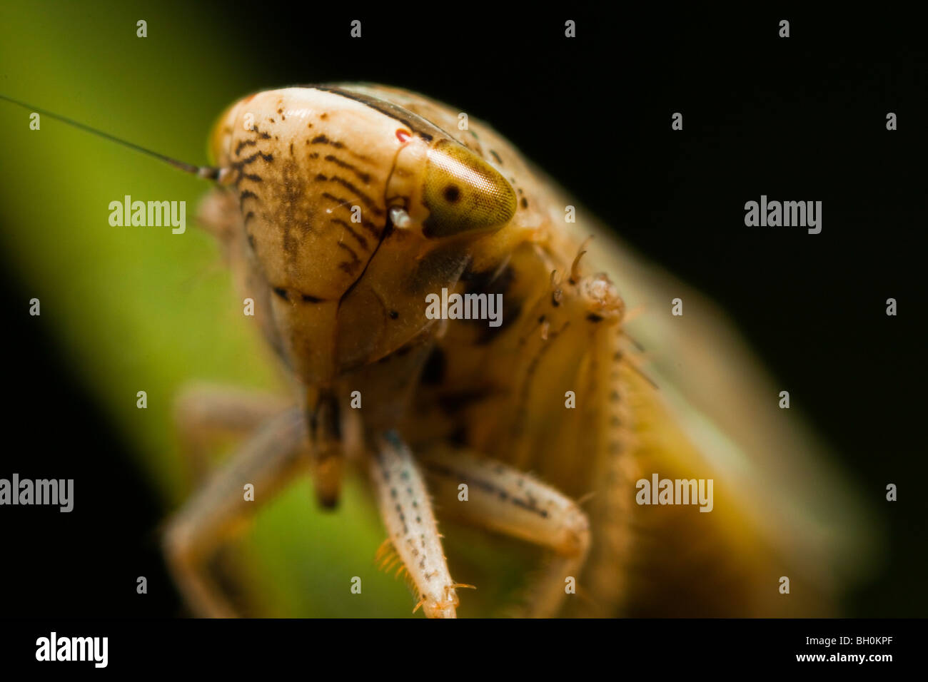 Leaf hopper high magnification macro Stock Photo - Alamy