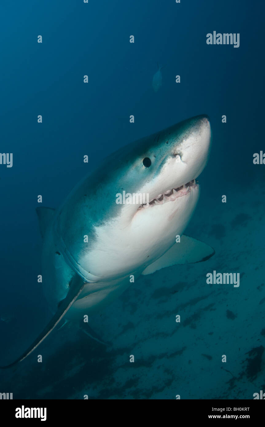 Great White Shark Side View Outline