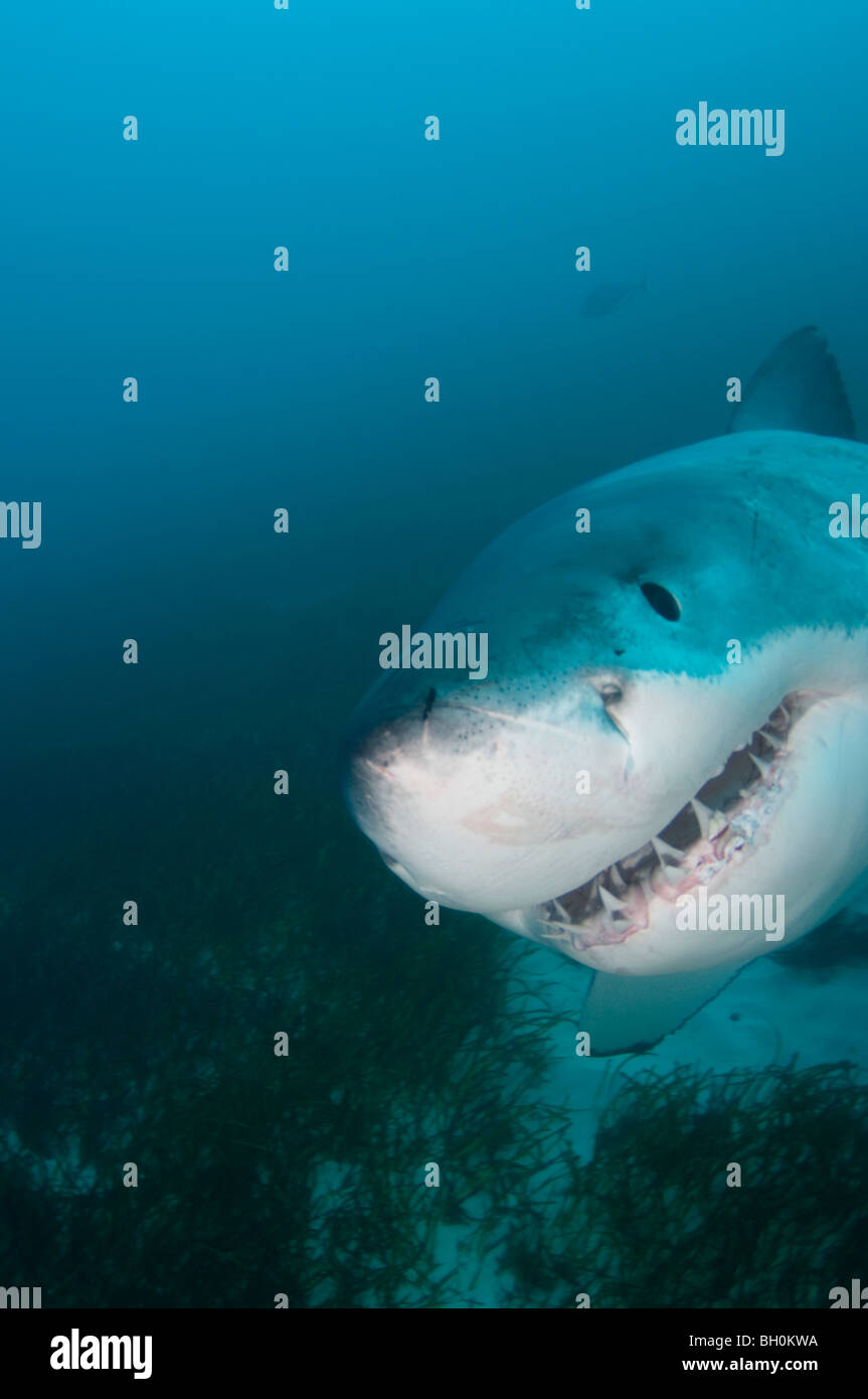 Great White Shark, Carcharodon carcharias, swimming towards camera ...