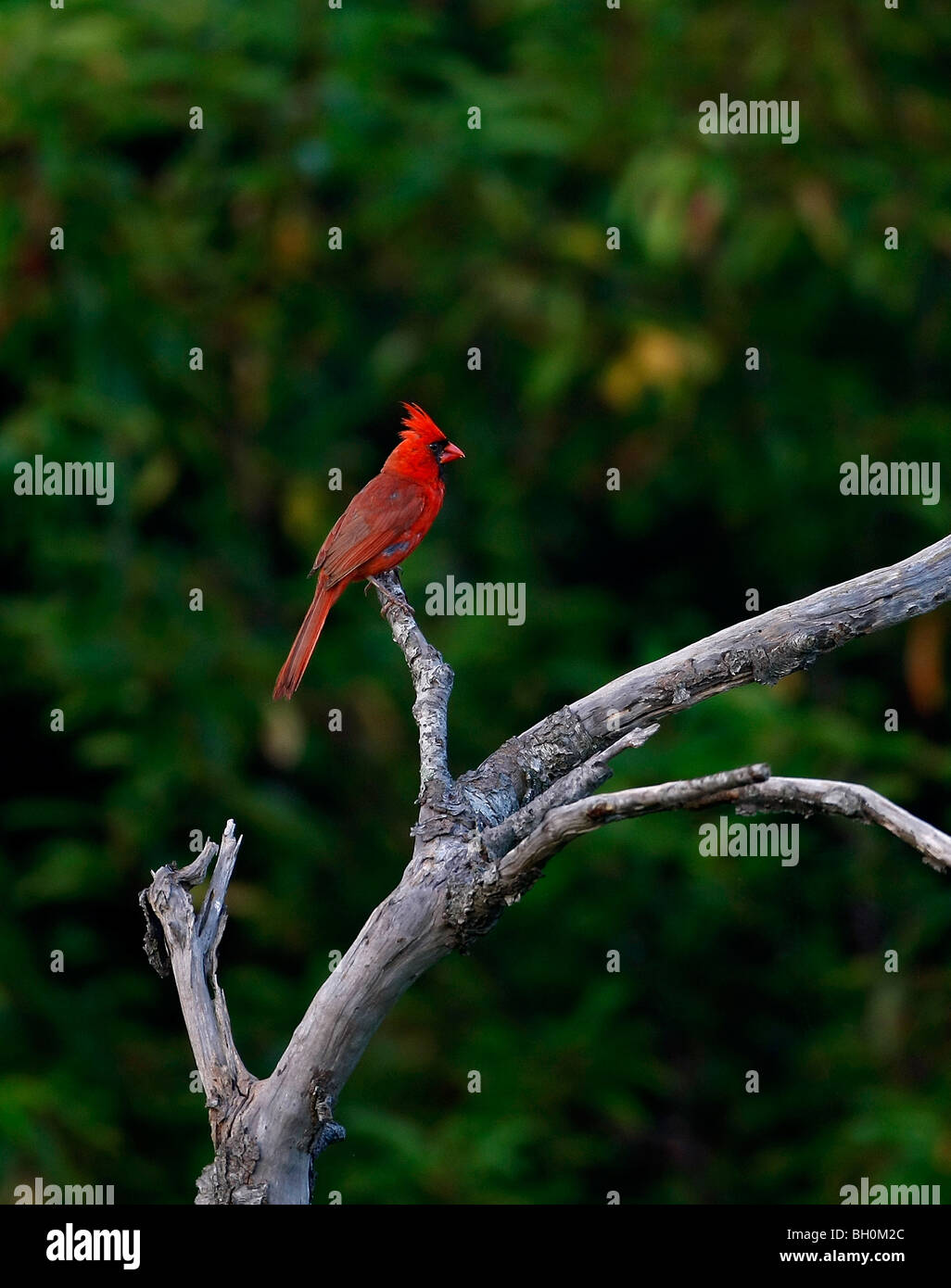 "Male Cardinal on a Limb Stock Photo - Alamy